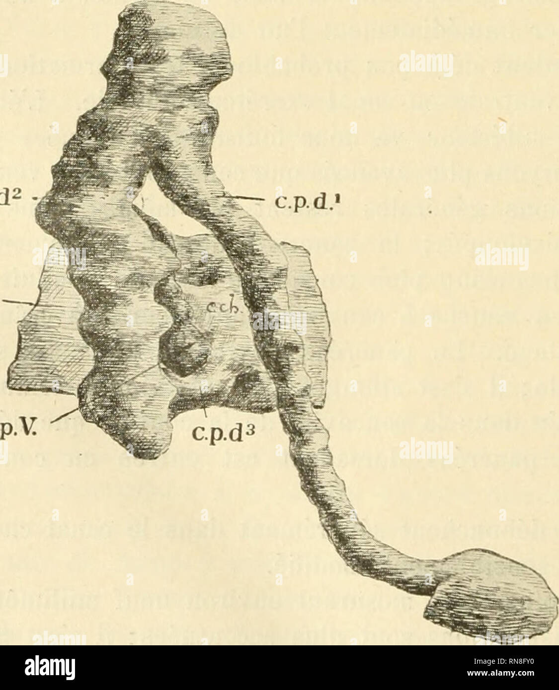 . Anatomischer Anzeiger. Anatomy, Comparative; Anatomy, Comparative ...