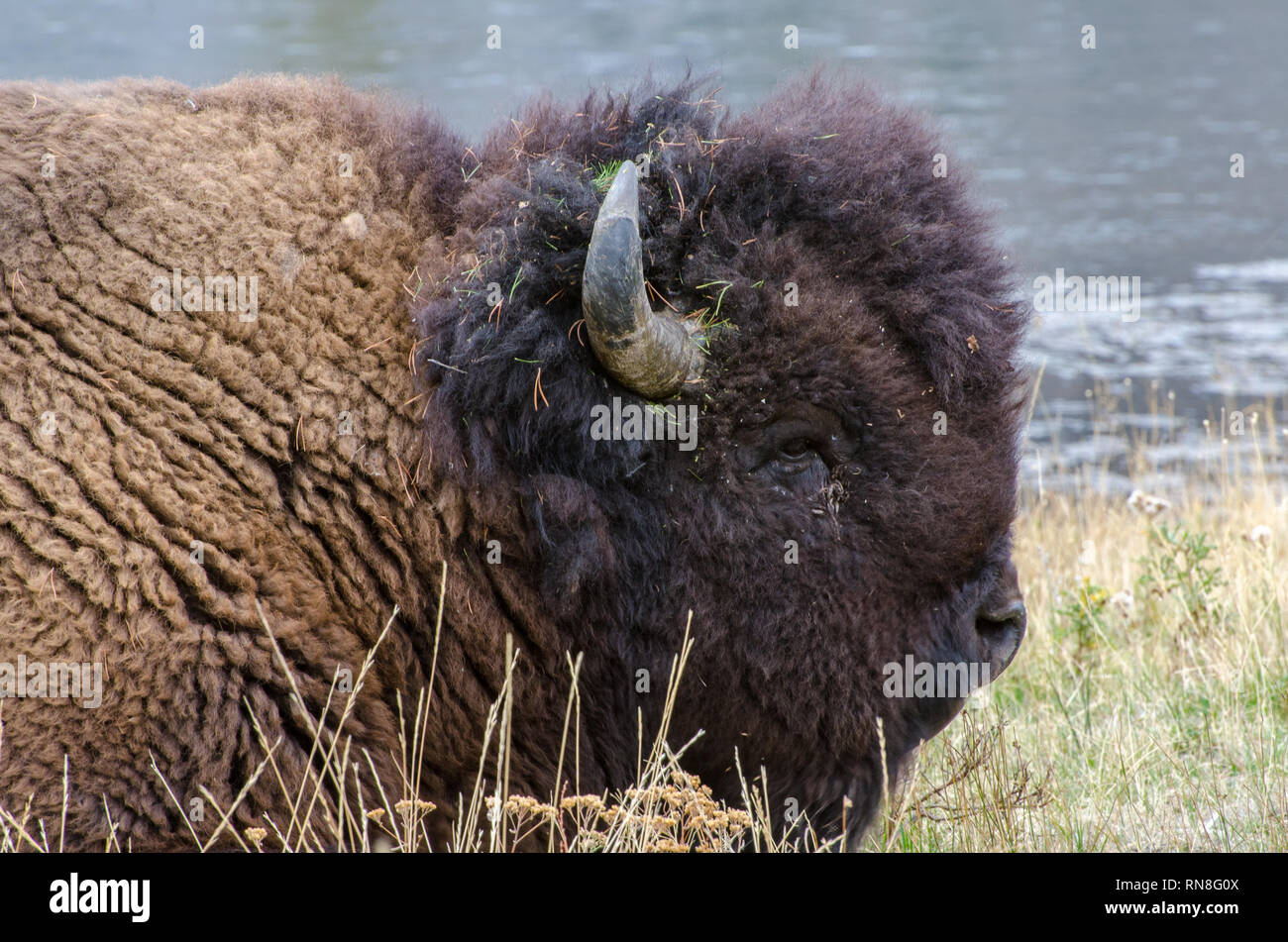 Bull bison lying hi-res stock photography and images - Alamy