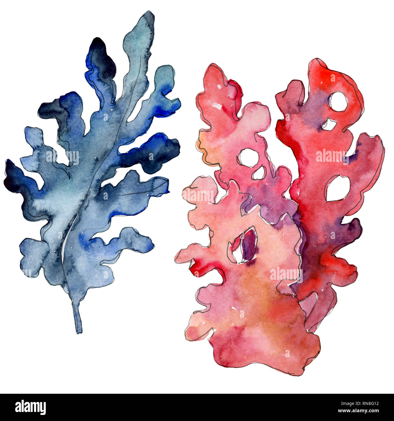 Red algae illustration Cut Out Stock Images & Pictures - Alamy