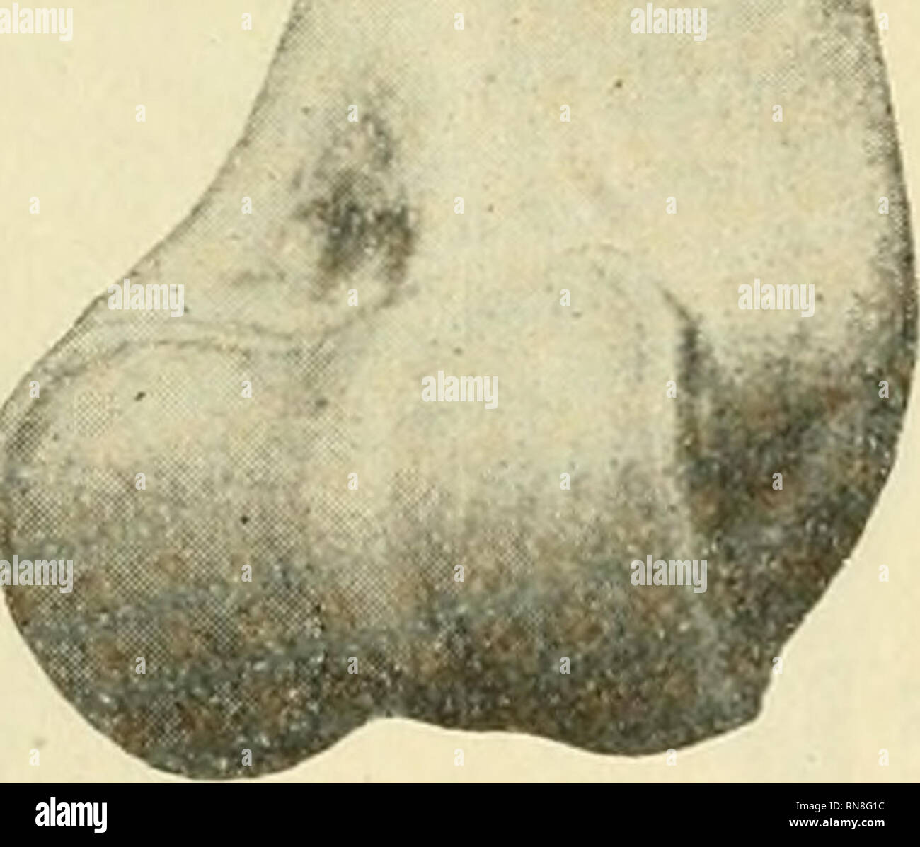 . Anatomischer Anzeiger. Anatomy, Comparative; Anatomy, Comparative ...