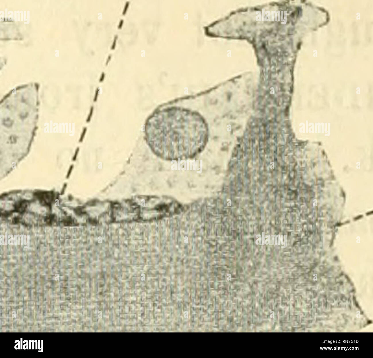 . Anatomischer Anzeiger. Anatomy, Comparative; Anatomy, Comparative ...