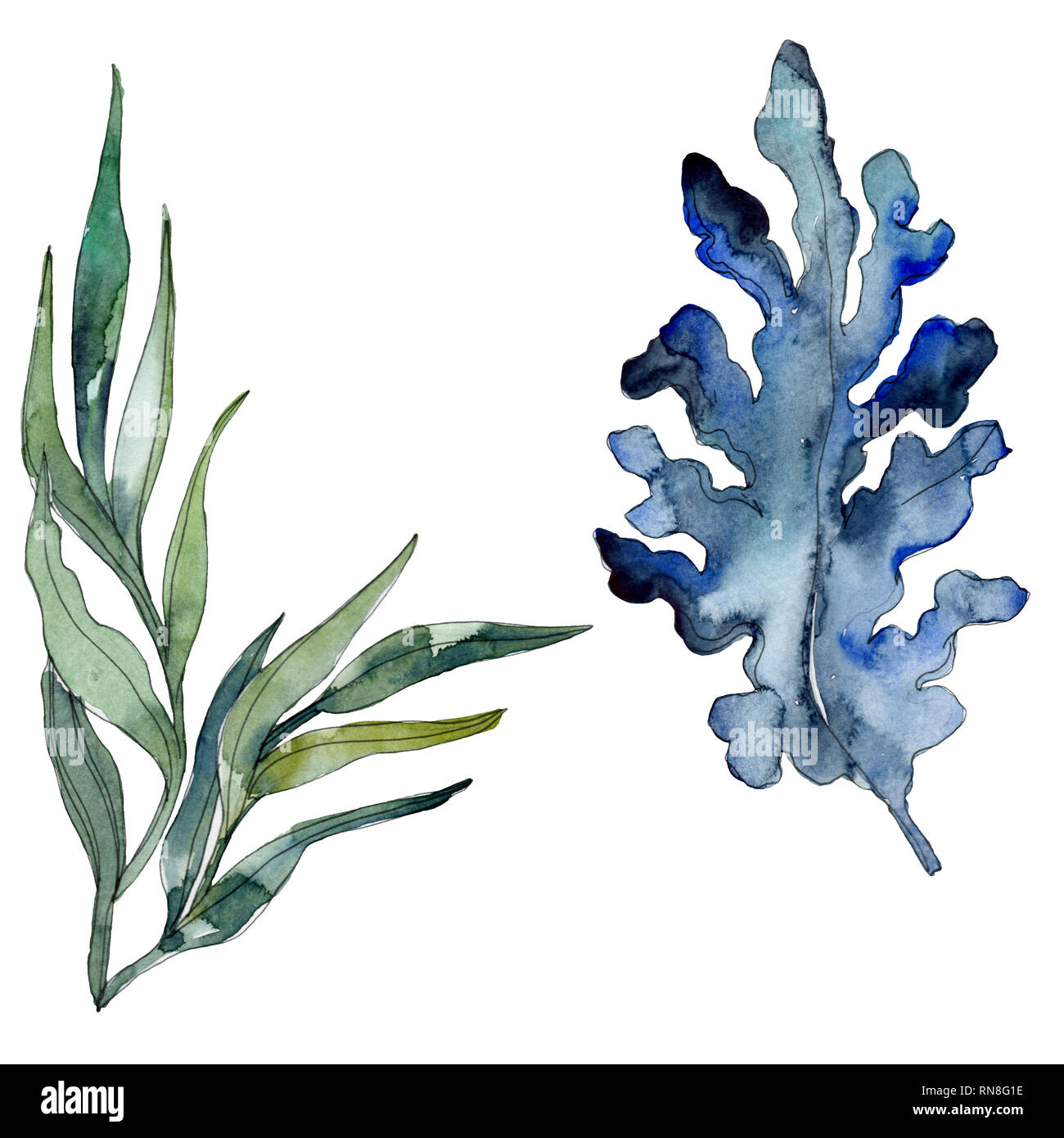 Algae and blue aquatic underwater nature coral reef isolated element ...