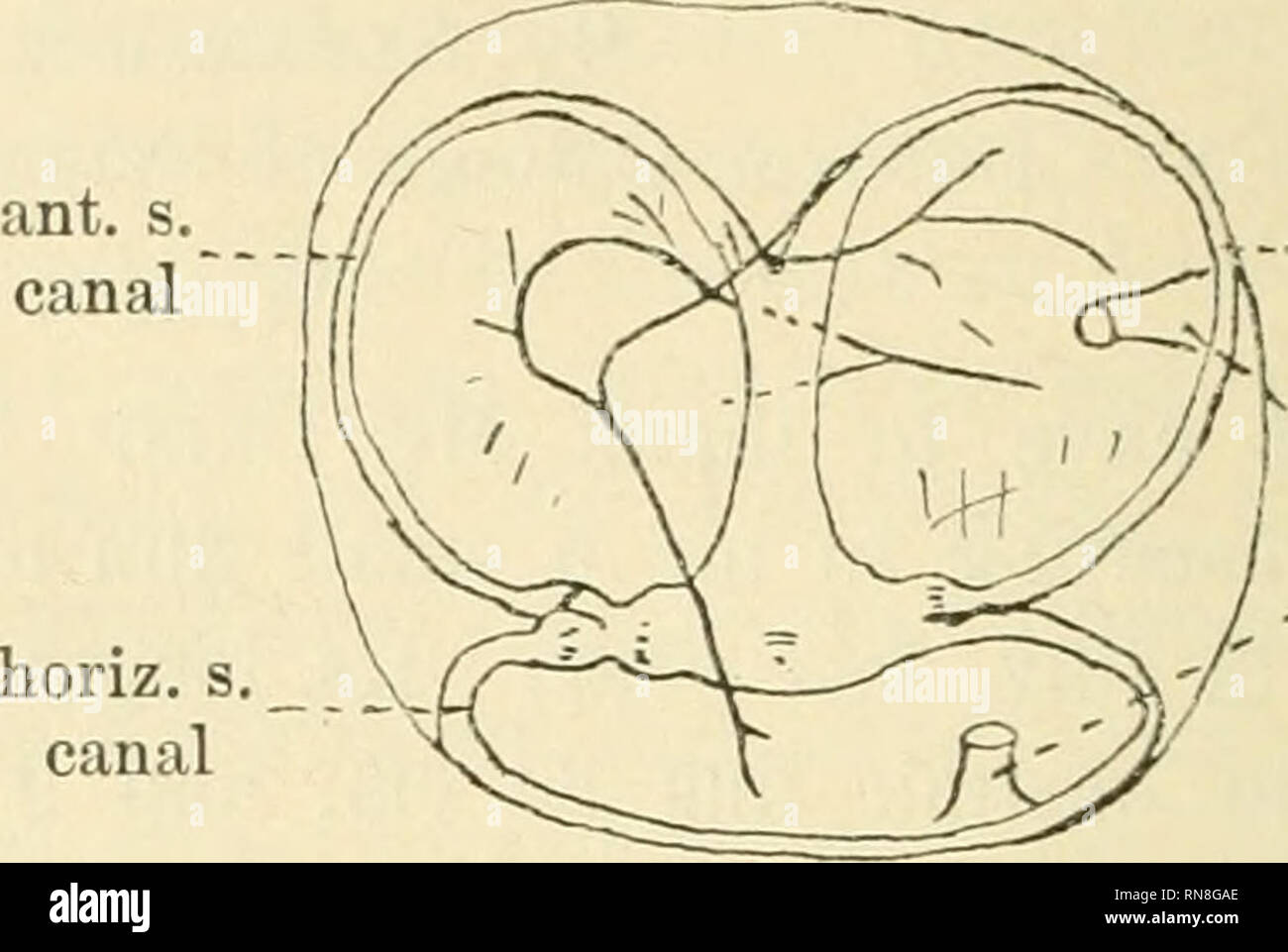 . Anatomischer Anzeiger. Anatomy, Comparative; Anatomy, Comparative ...
