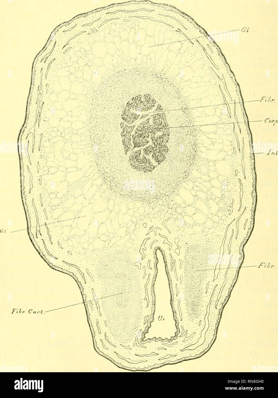 . Anatomischer Anzeiger. Anatomy, Comparative; Anatomy, Comparative ...