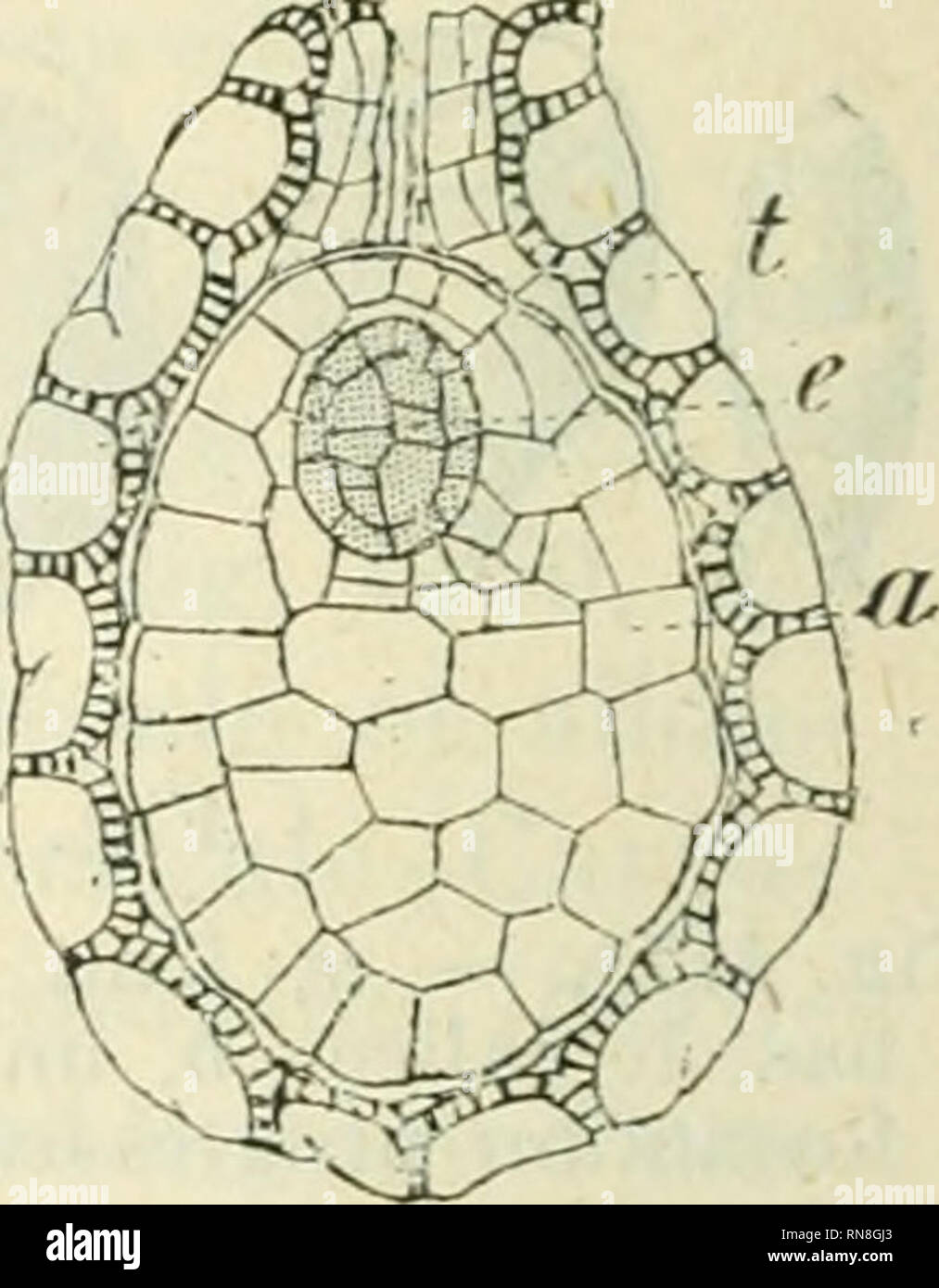 . Anatomie et physiologie végétales à l'usage des étudiants en sciences ...