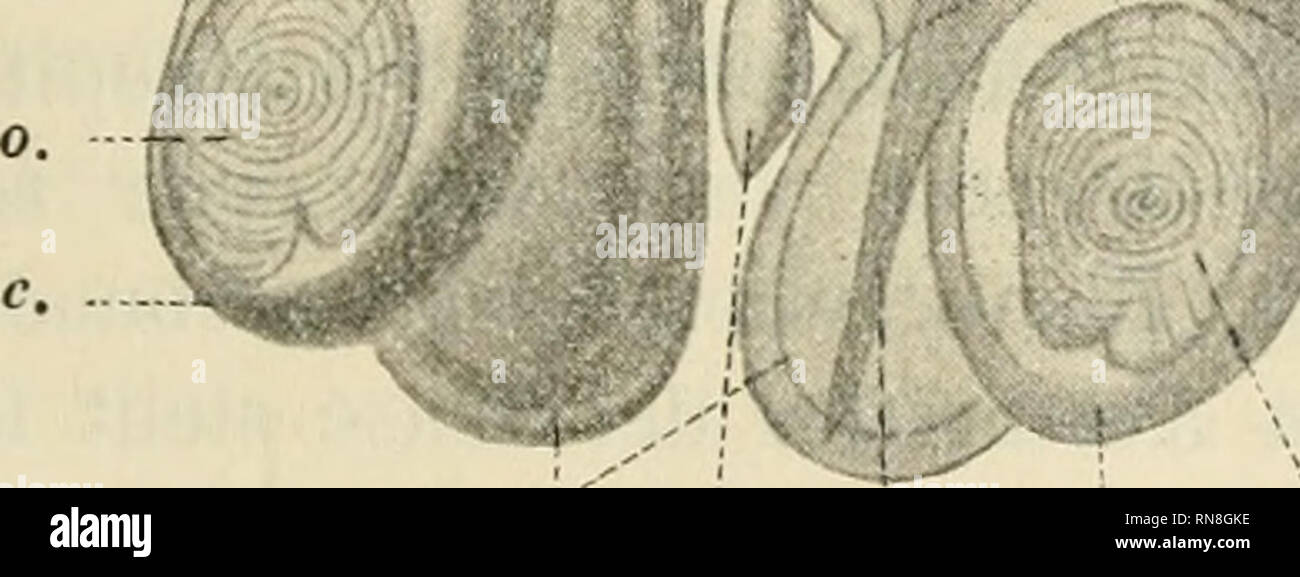 Endolymph hi-res stock photography and images - Alamy