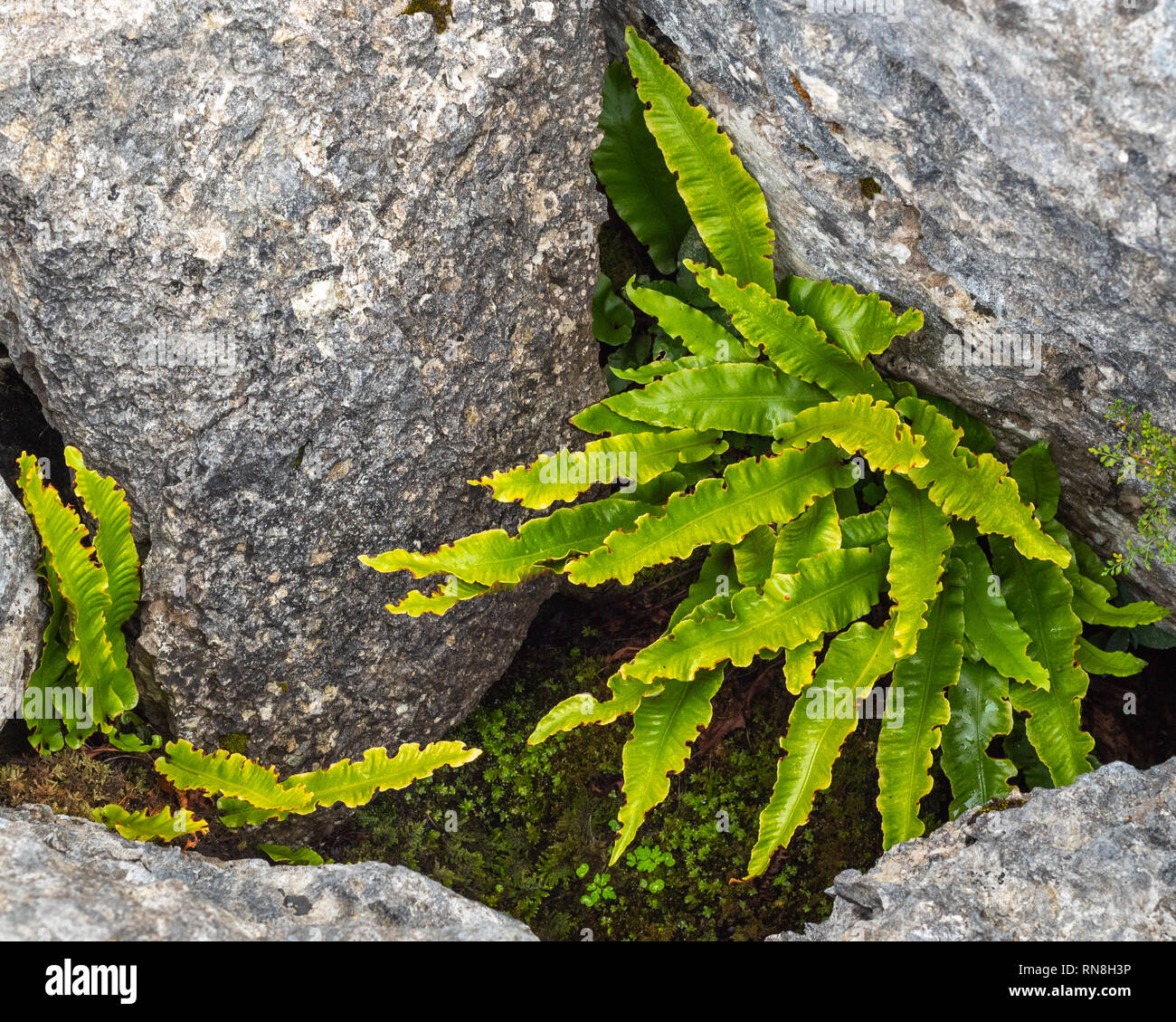 The limestone fern hi-res stock photography and images - Alamy