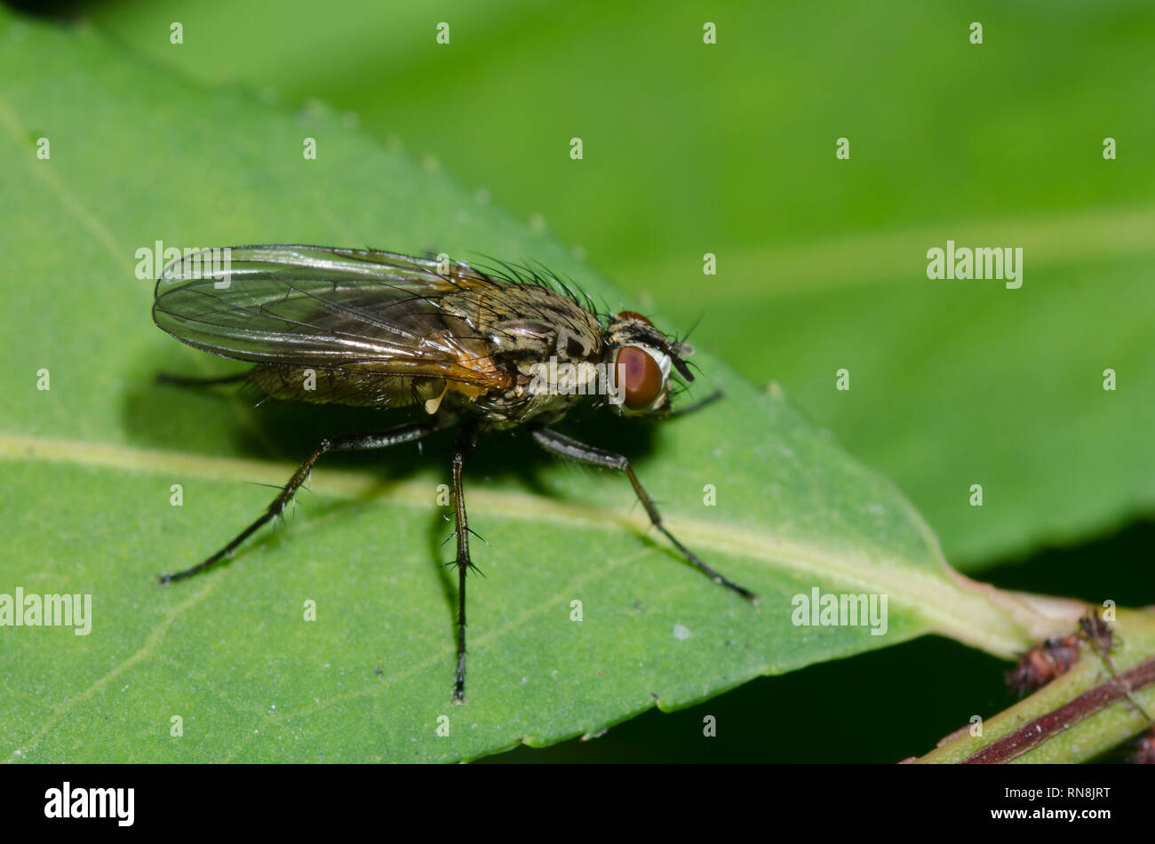 Root-Maggot Fly, Family Anthomyiidae Stock Photo - Alamy