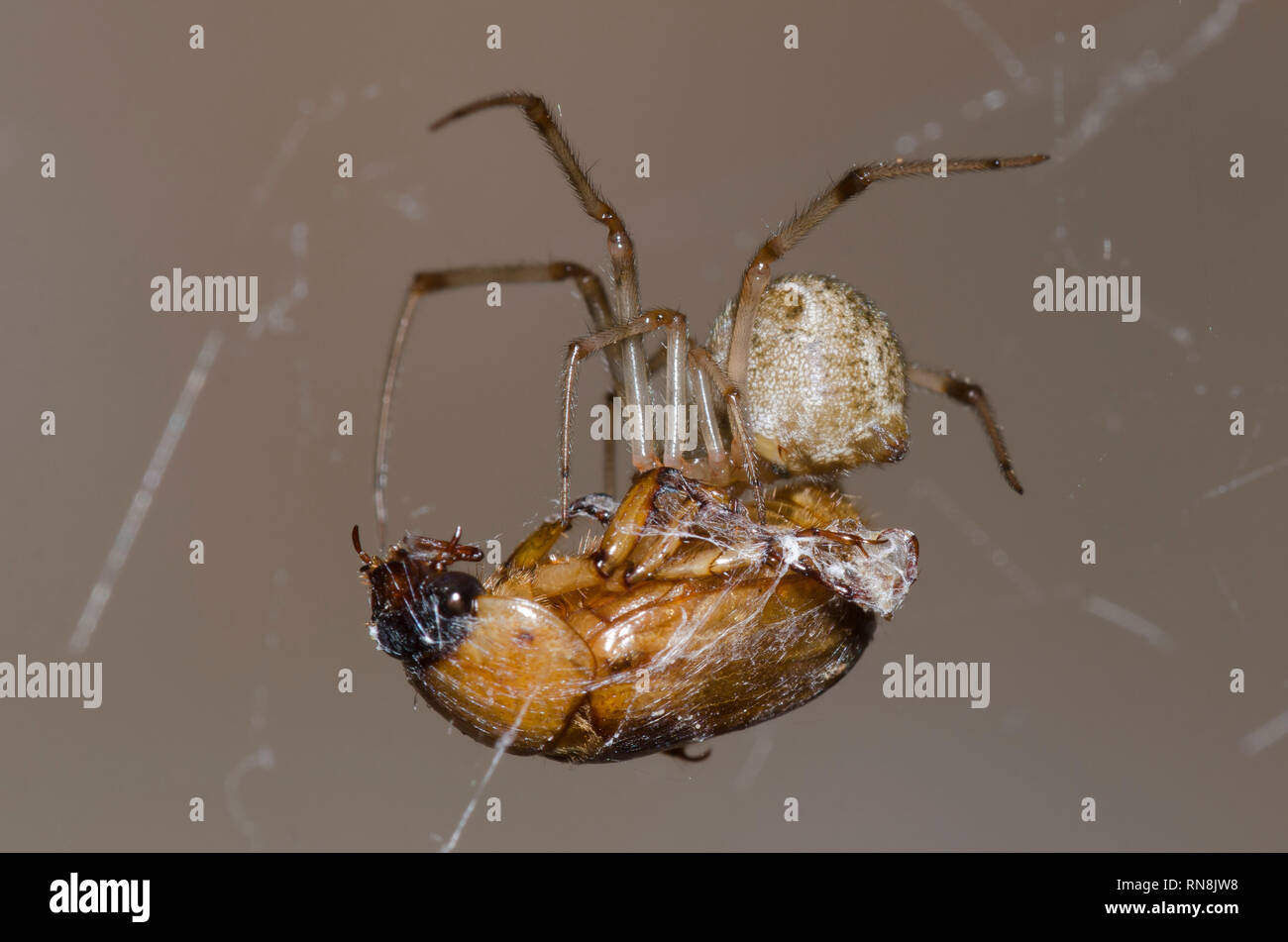 Cobweb Spider, Family Theridiidae, feeding on captured scarab beetle ...