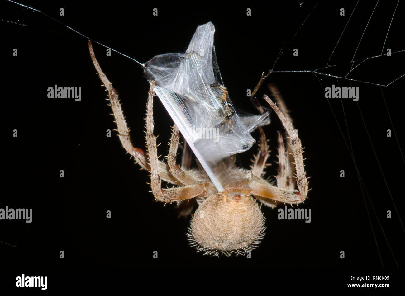 Spotted Orb Weaver, Neoscona sp., wrapping longhorned beetle, Family ...