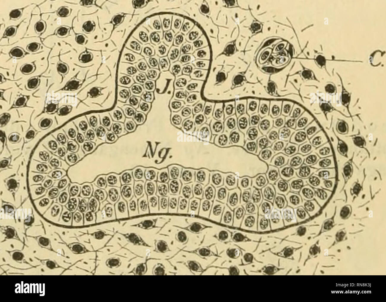 Jacobson organ hi-res stock photography and images - Alamy