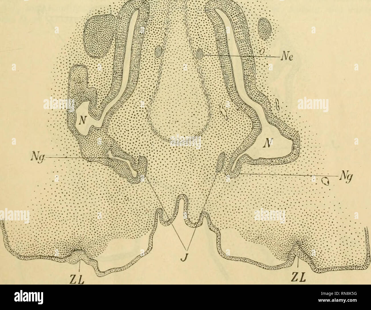 . Anatomischer Anzeiger. Anatomy, Comparative; Anatomy, Comparative ...