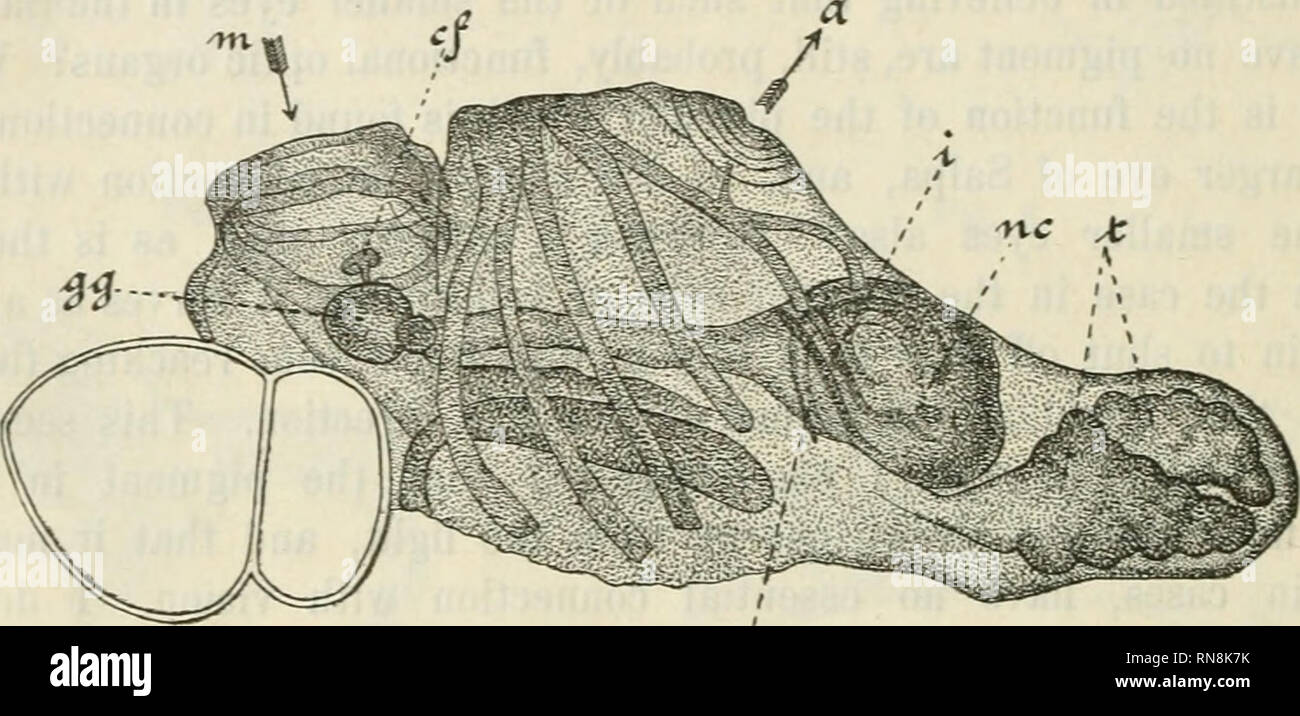 Protogynous hermaphroditism hi-res stock photography and images - Alamy