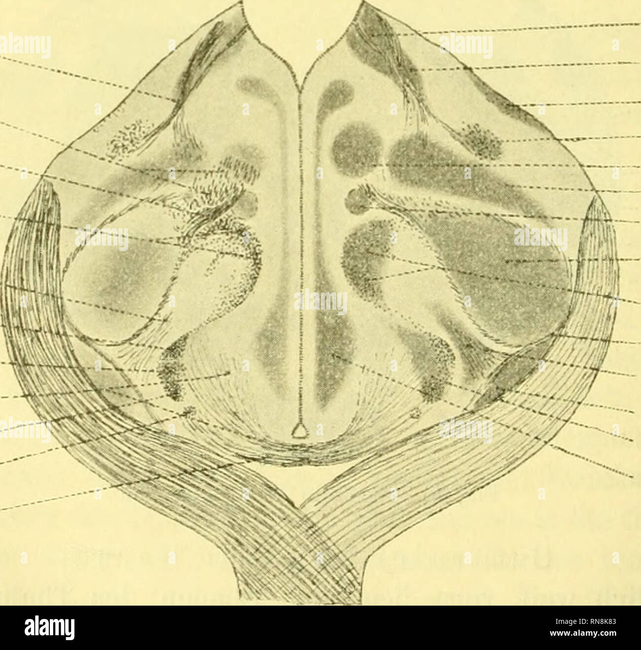 Mamillaris hi-res stock photography and images - Alamy