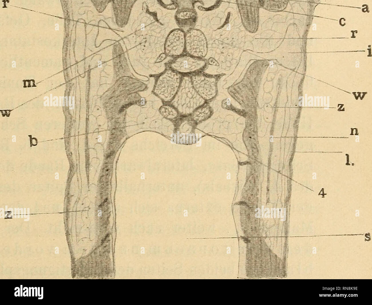 Zwei querschnitte 1 hi-res stock photography and images - Alamy