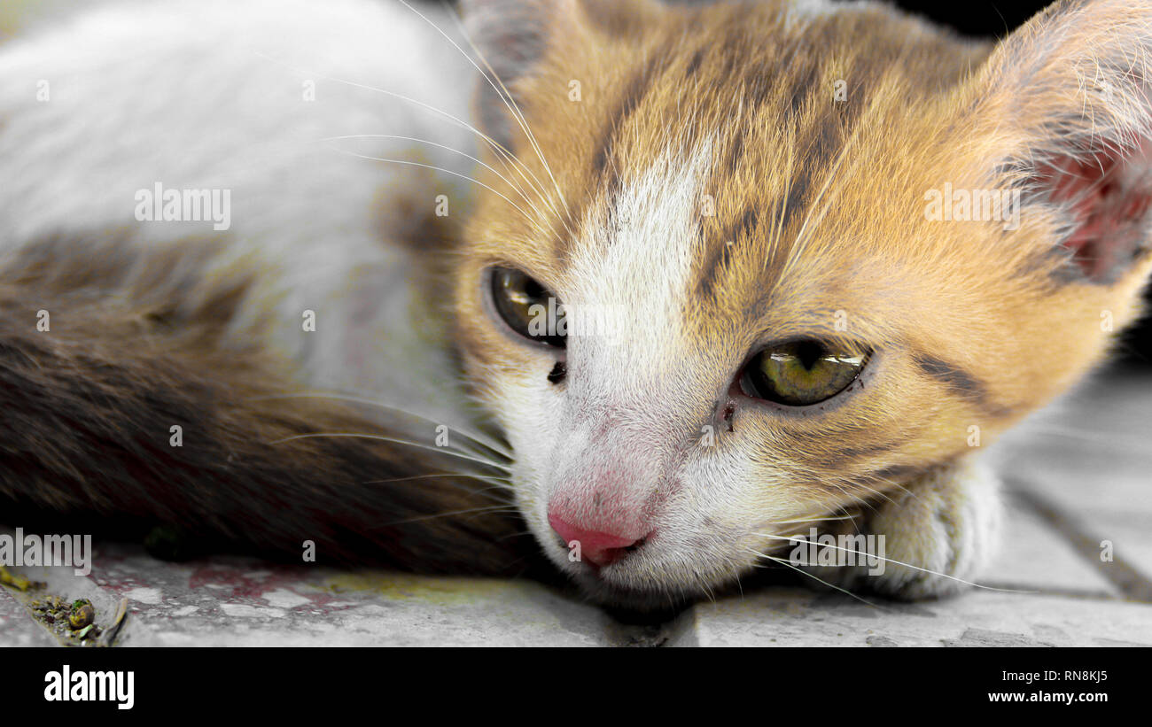 Tired cat hi-res stock photography and images - Alamy