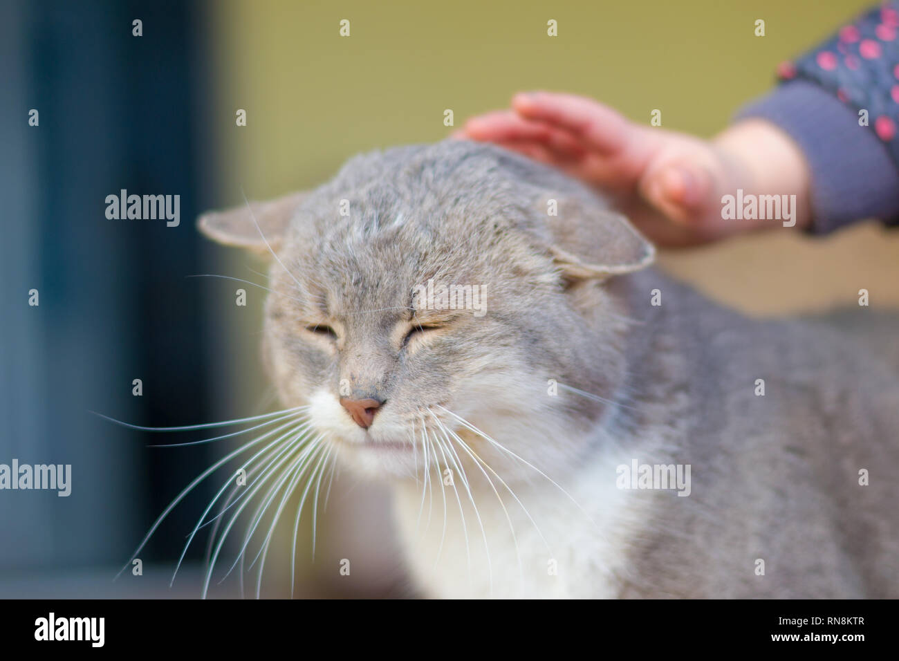 Friendly cat hi-res stock photography and images - Alamy