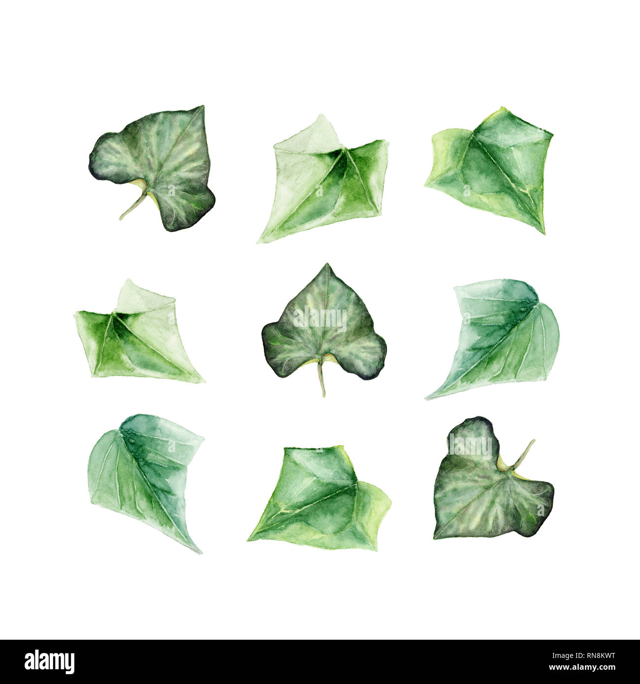 A set of hand painted watercolor illustrations of ivy leaves on white ...