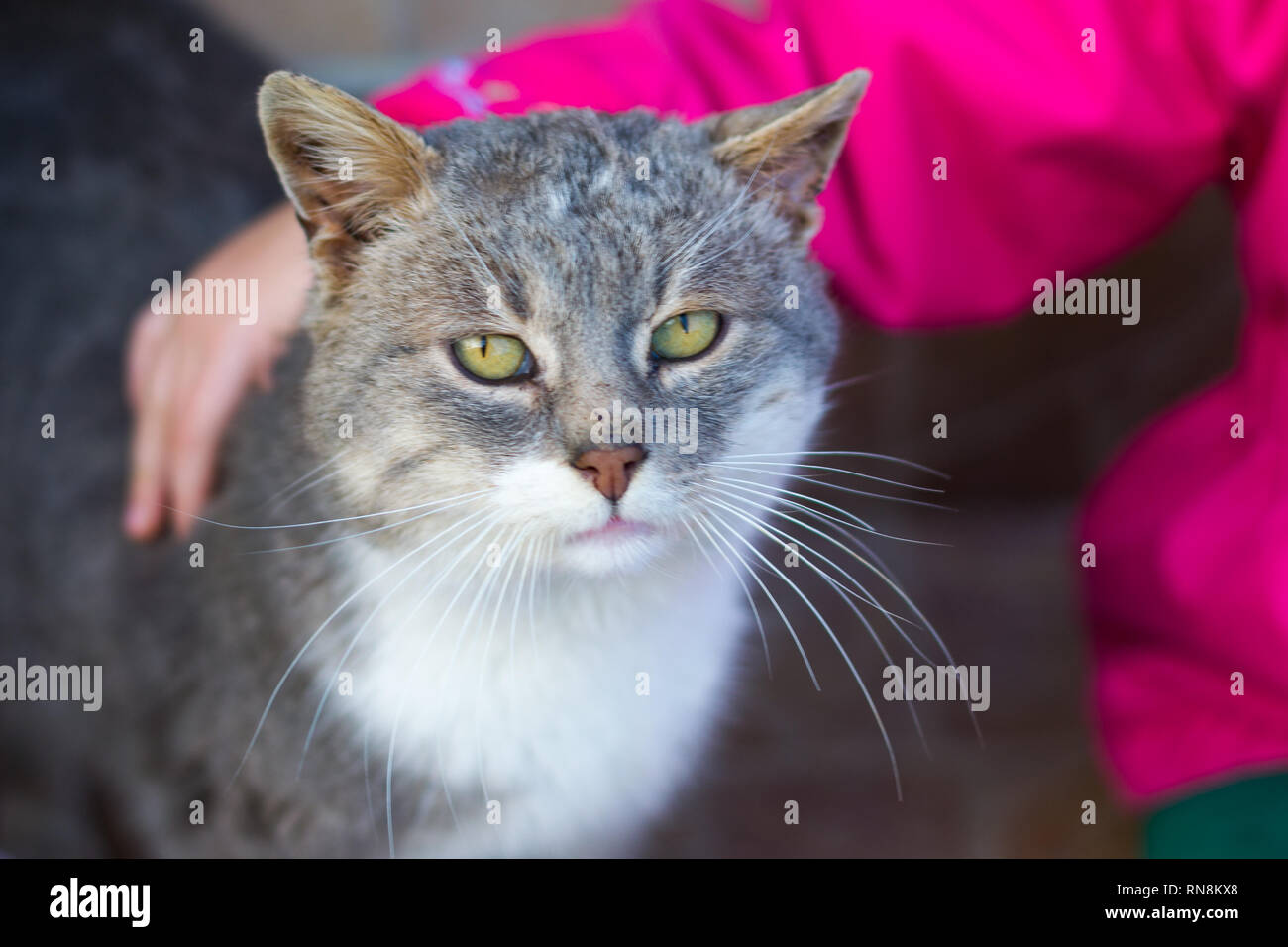 Friendly cat hi-res stock photography and images - Alamy