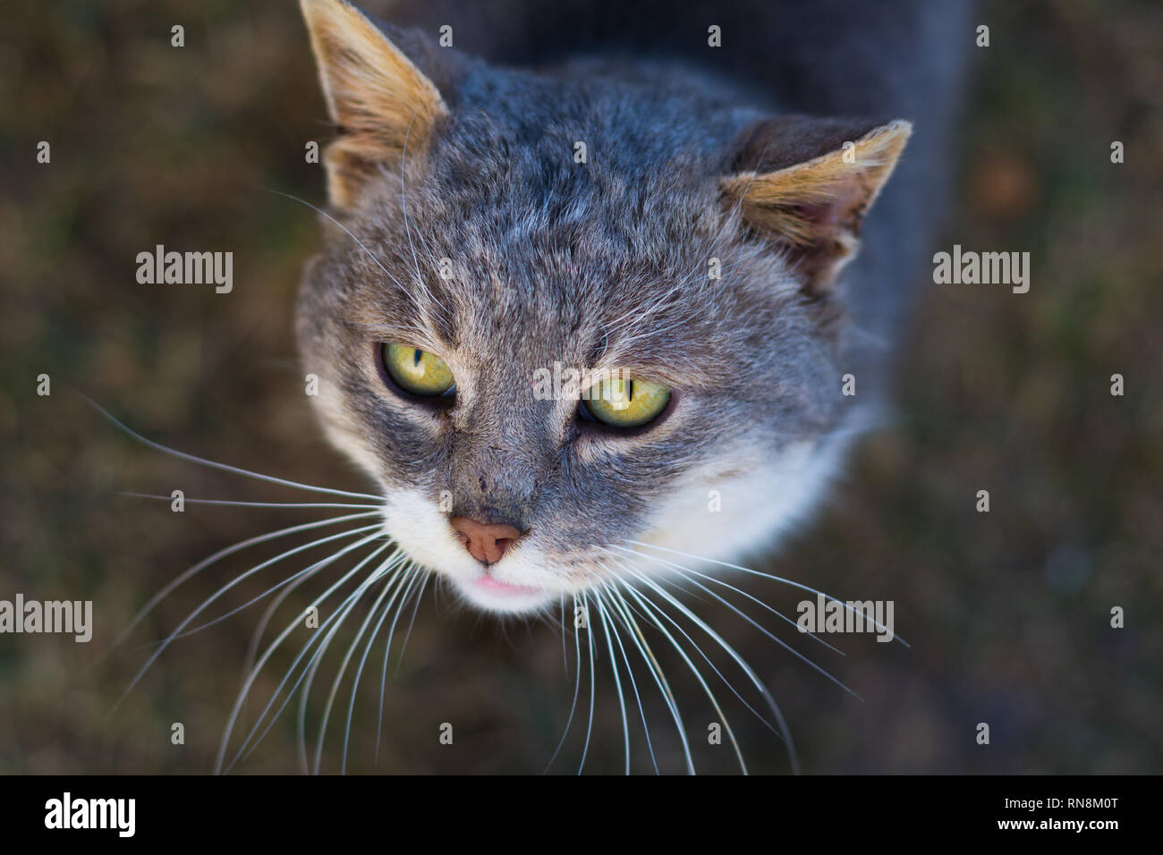 Adult cat with beautiful eyes portrait Stock Photo - Alamy