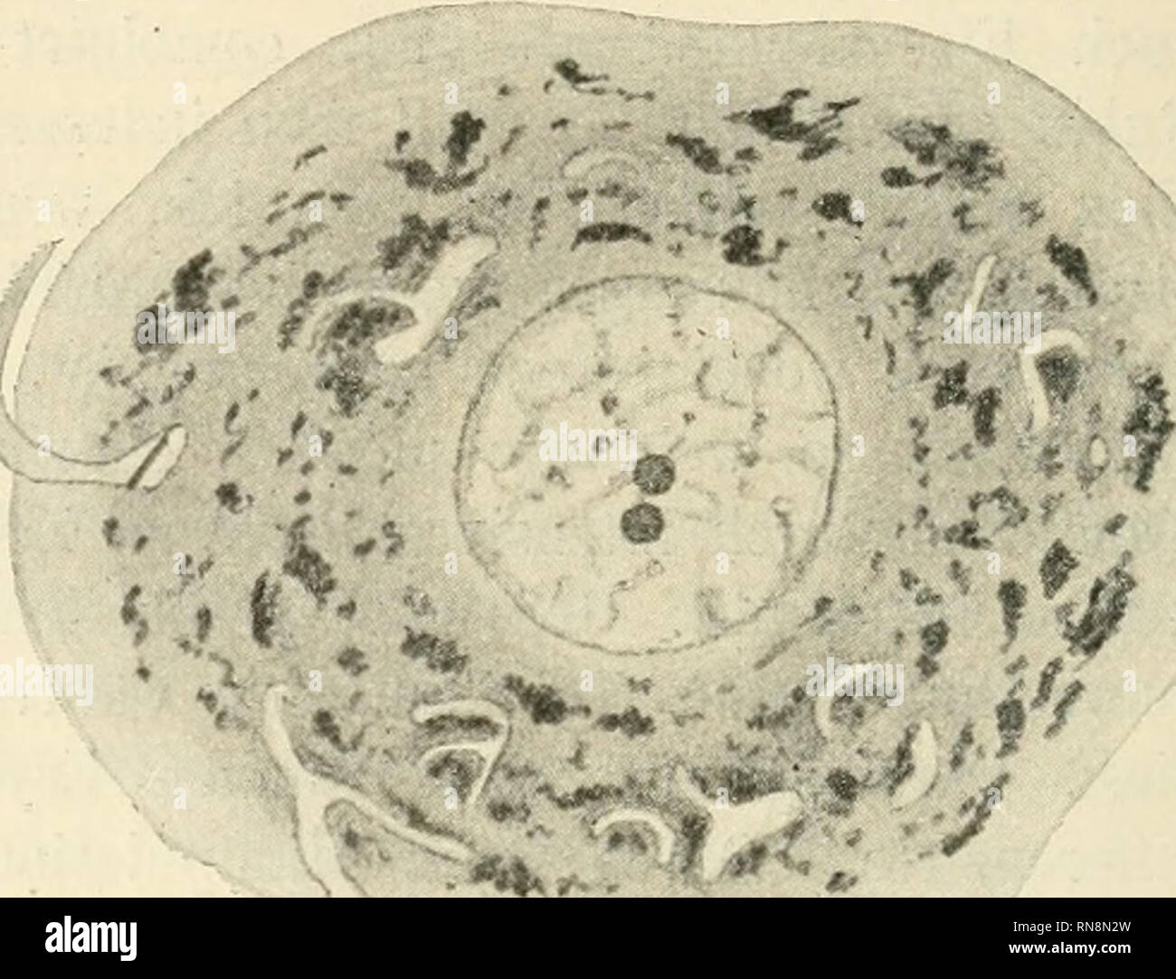 Tigroid hi-res stock photography and images - Alamy