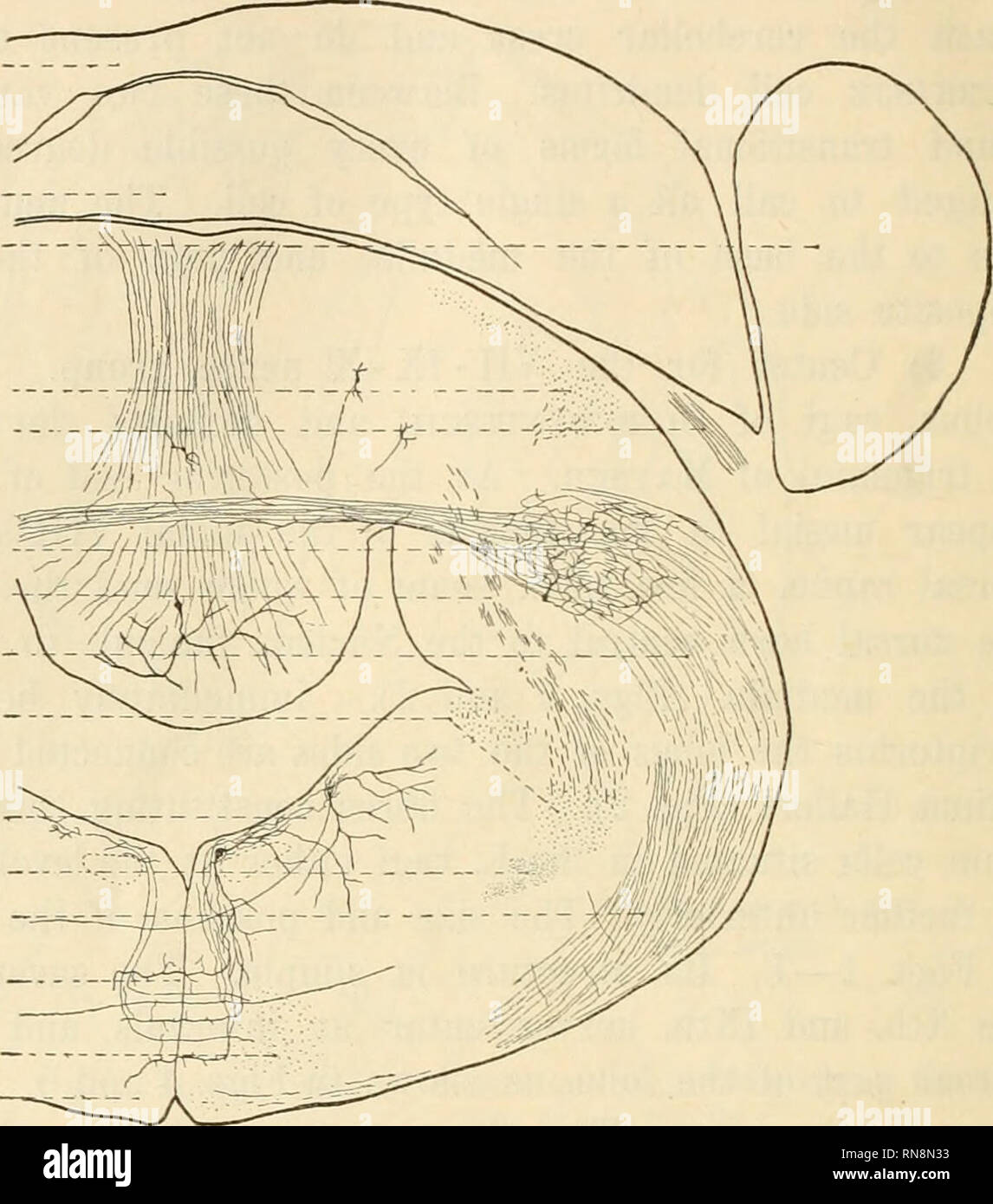. Anatomischer Anzeiger. Anatomy, Comparative; Anatomy, Comparative ...
