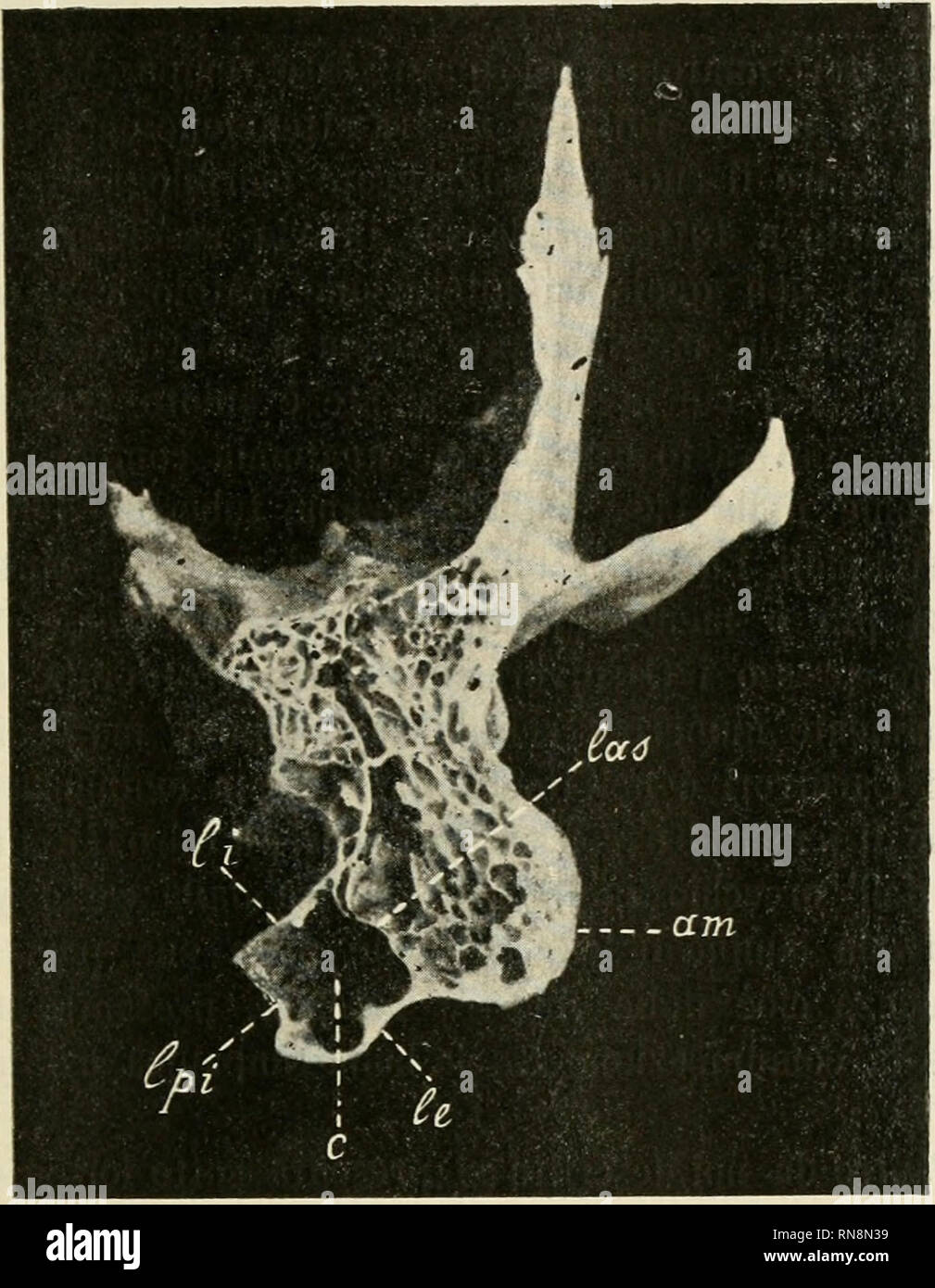 Fossa esterna hi-res stock photography and images - Alamy