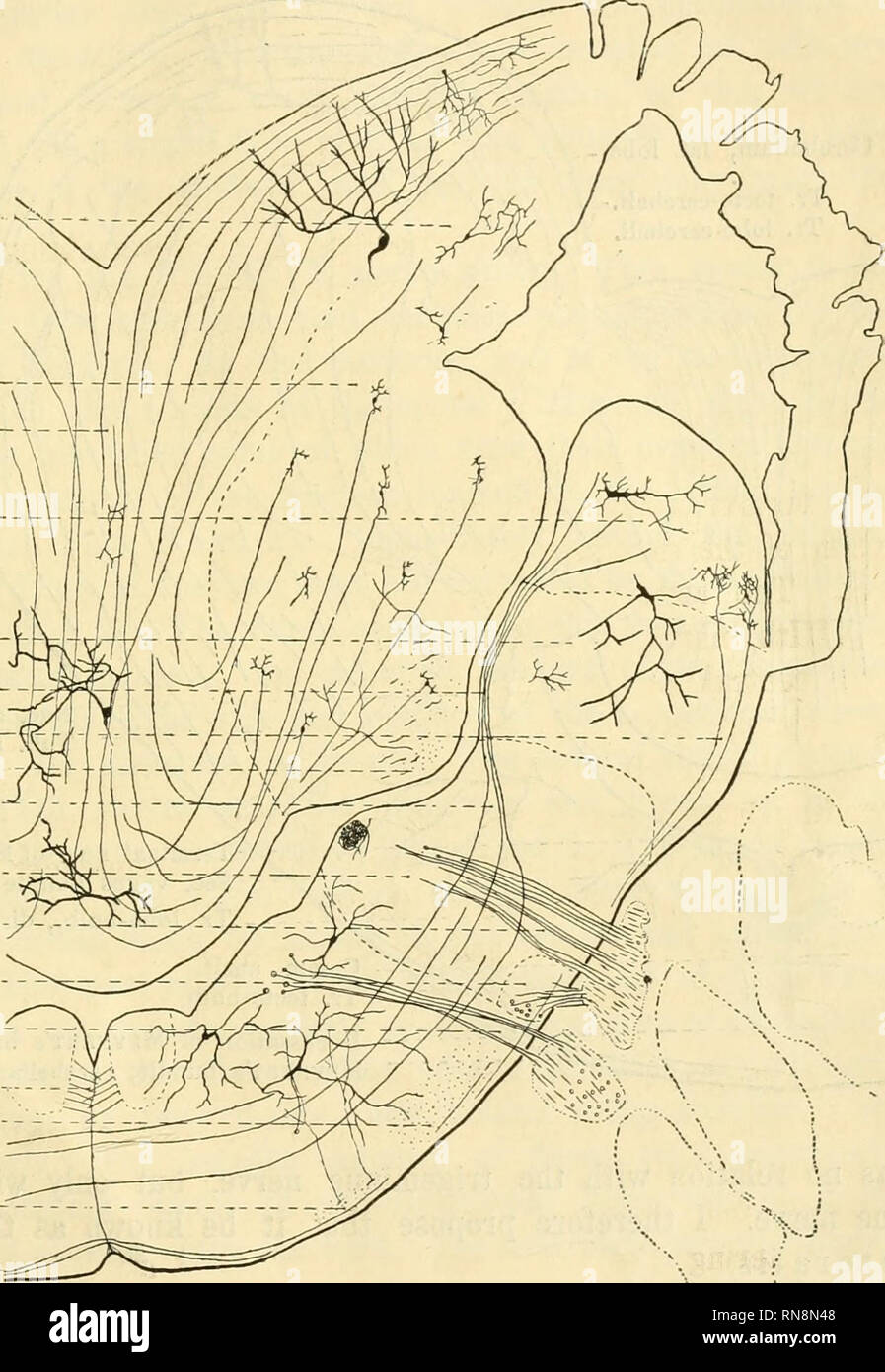 . Anatomischer Anzeiger. Anatomy, Comparative; Anatomy, Comparative ...