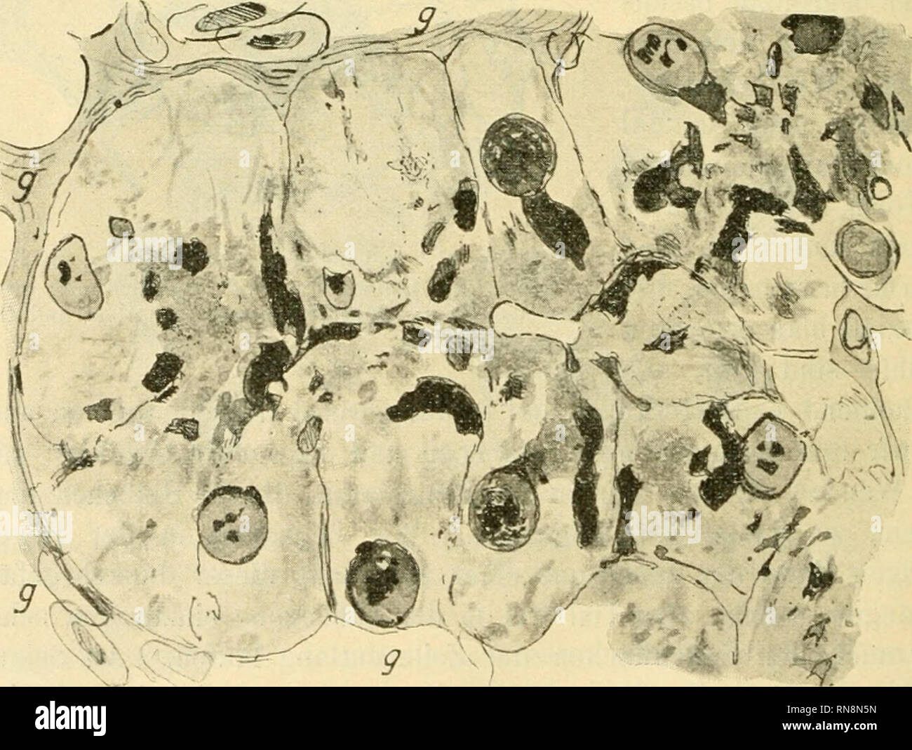 Leberzellen hi-res stock photography and images - Alamy