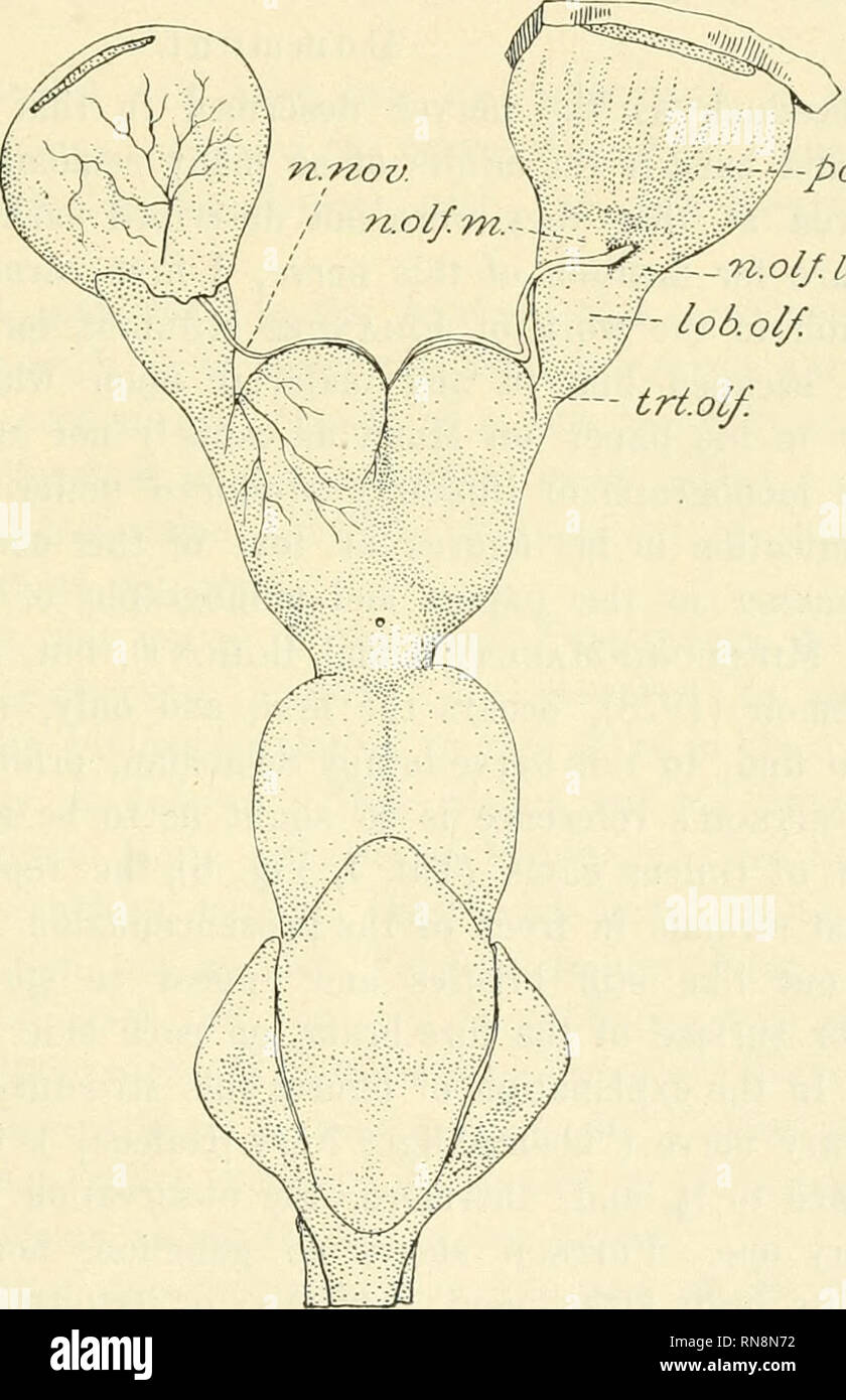 . Anatomischer Anzeiger. Anatomy, Comparative; Anatomy, Comparative ...