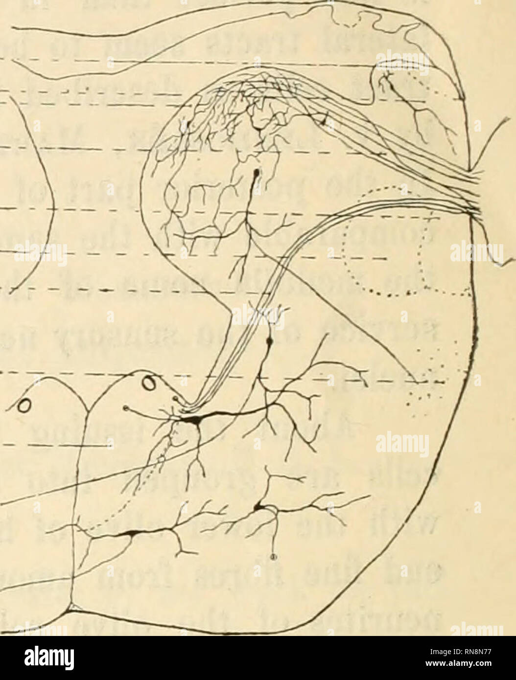 . Anatomischer Anzeiger. Anatomy, Comparative; Anatomy, Comparative ...