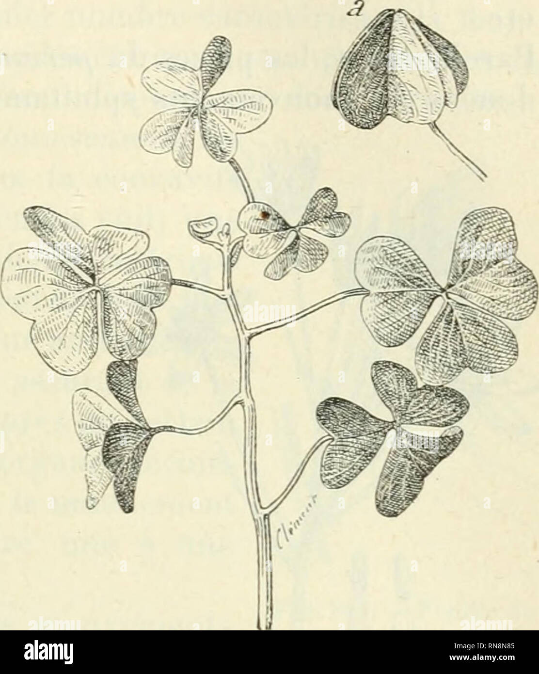 Paramylon hi-res stock photography and images - Alamy