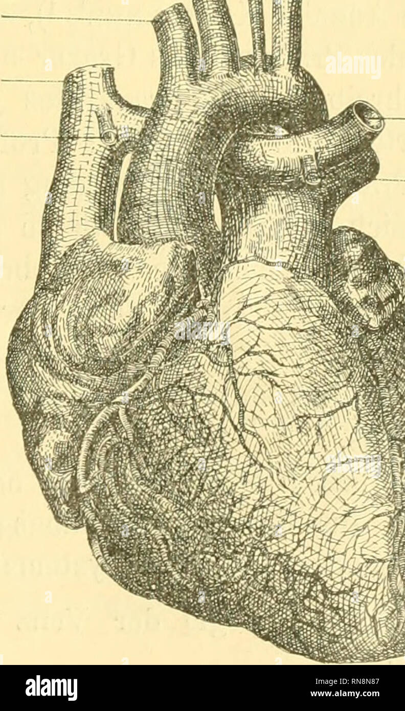 Stud med hi-res stock photography and images - Alamy