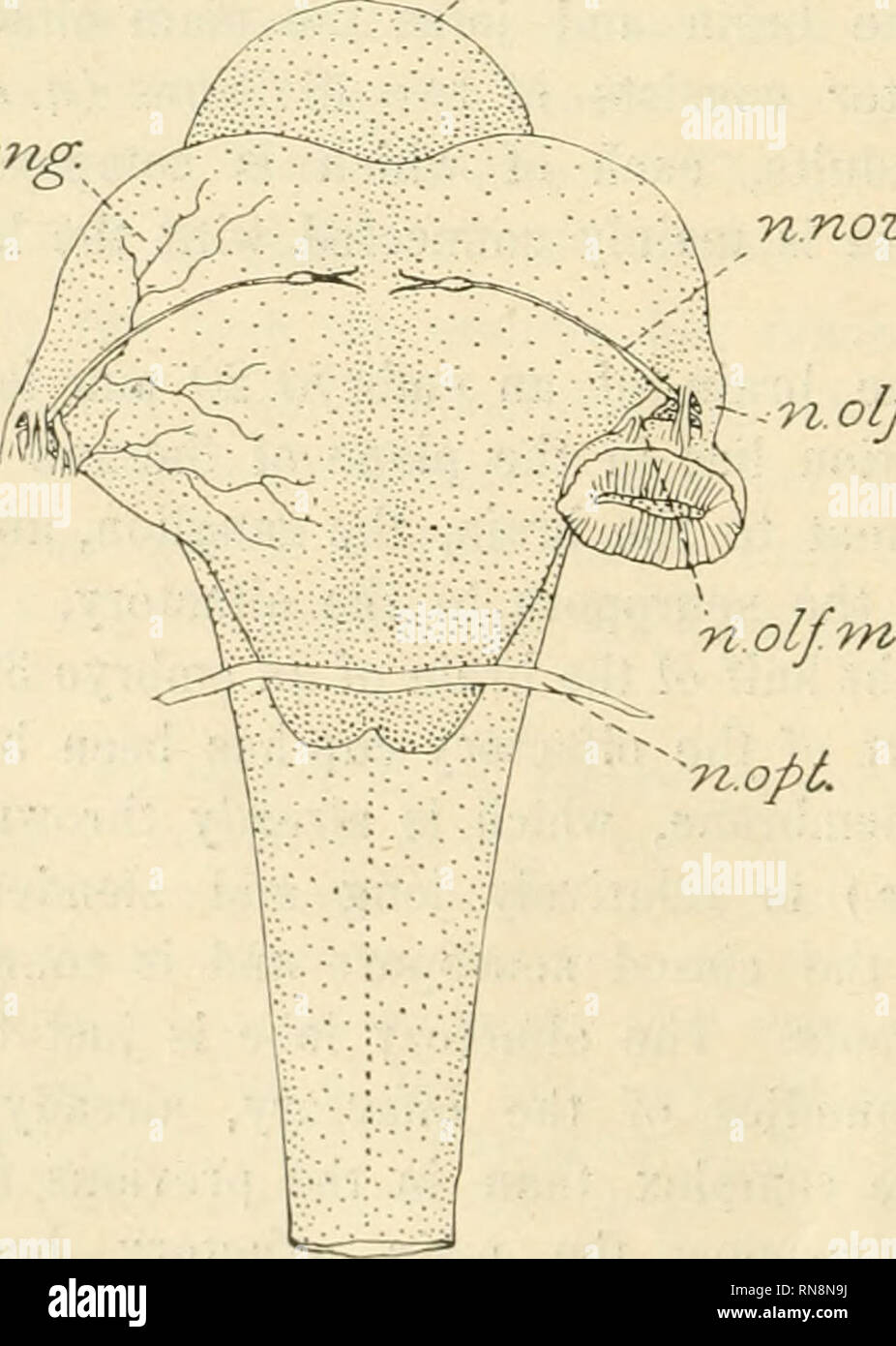 . Anatomischer Anzeiger. Anatomy, Comparative; Anatomy, Comparative ...