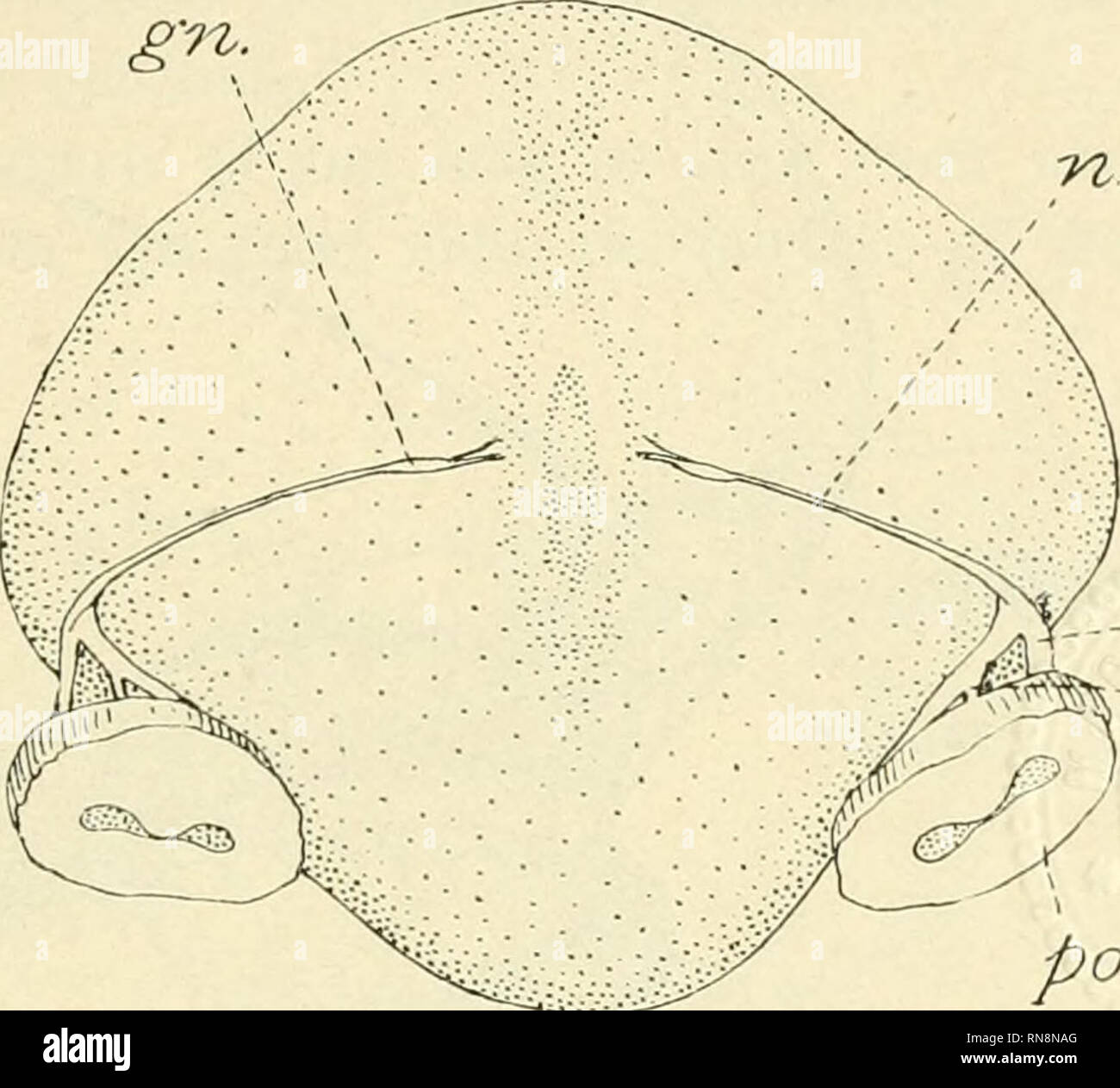. Anatomischer Anzeiger. Anatomy, Comparative; Anatomy, Comparative ...