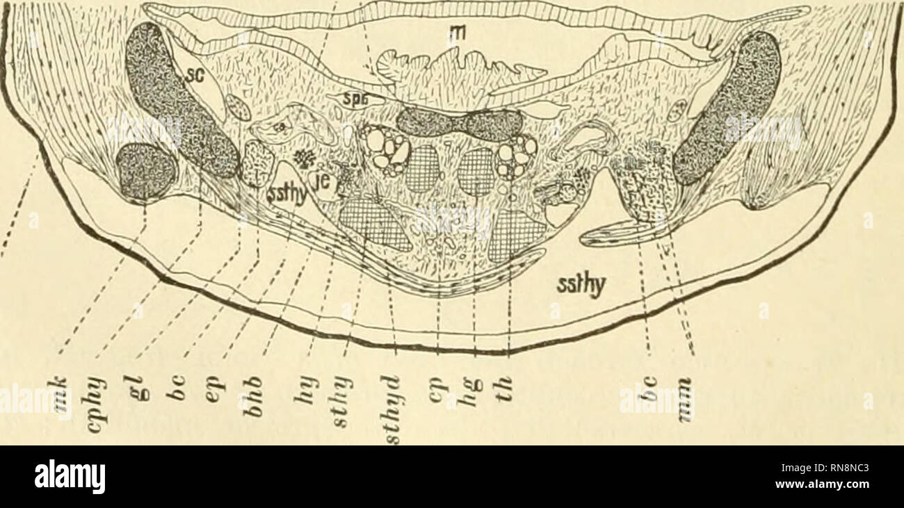 . Anatomischer Anzeiger. Anatomy, Comparative; Anatomy, Comparative ...