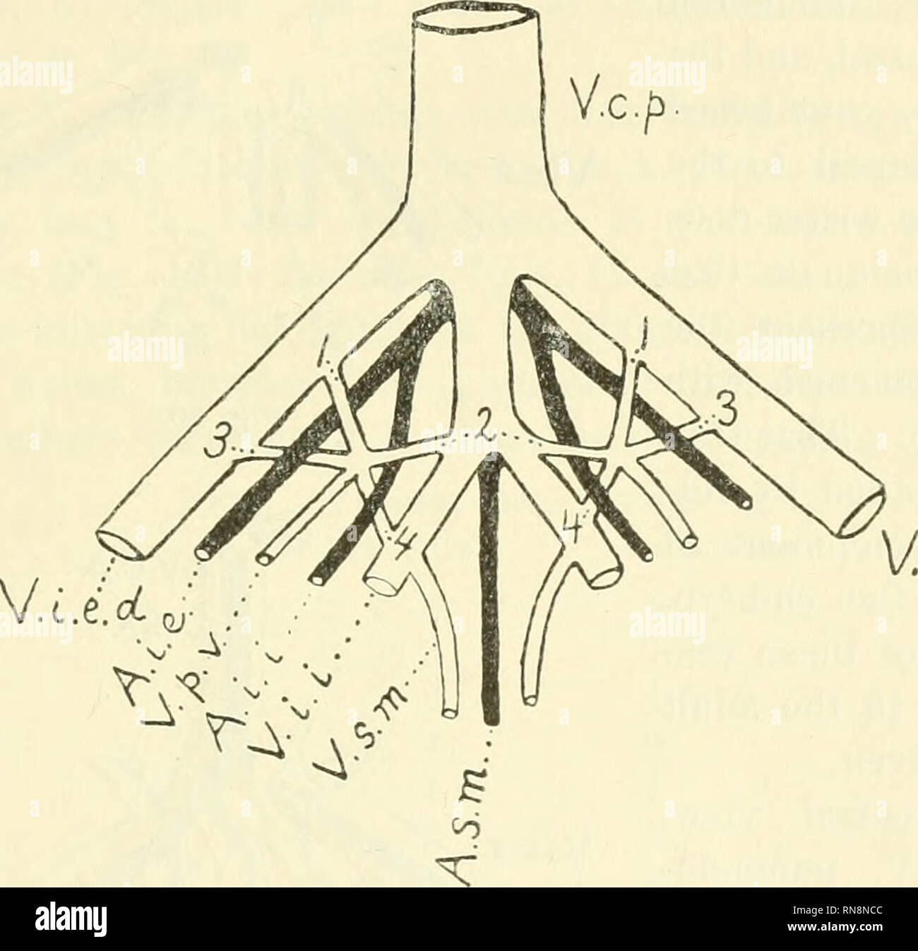 . Anatomischer Anzeiger. Anatomy, Comparative; Anatomy, Comparative ...