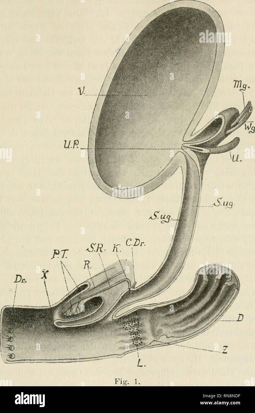 Enddarm hi-res stock photography and images - Alamy