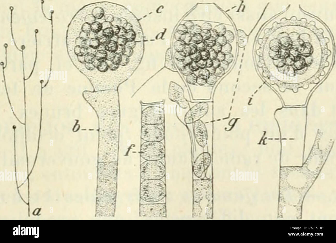 Chou blanc hi-res stock photography and images - Alamy