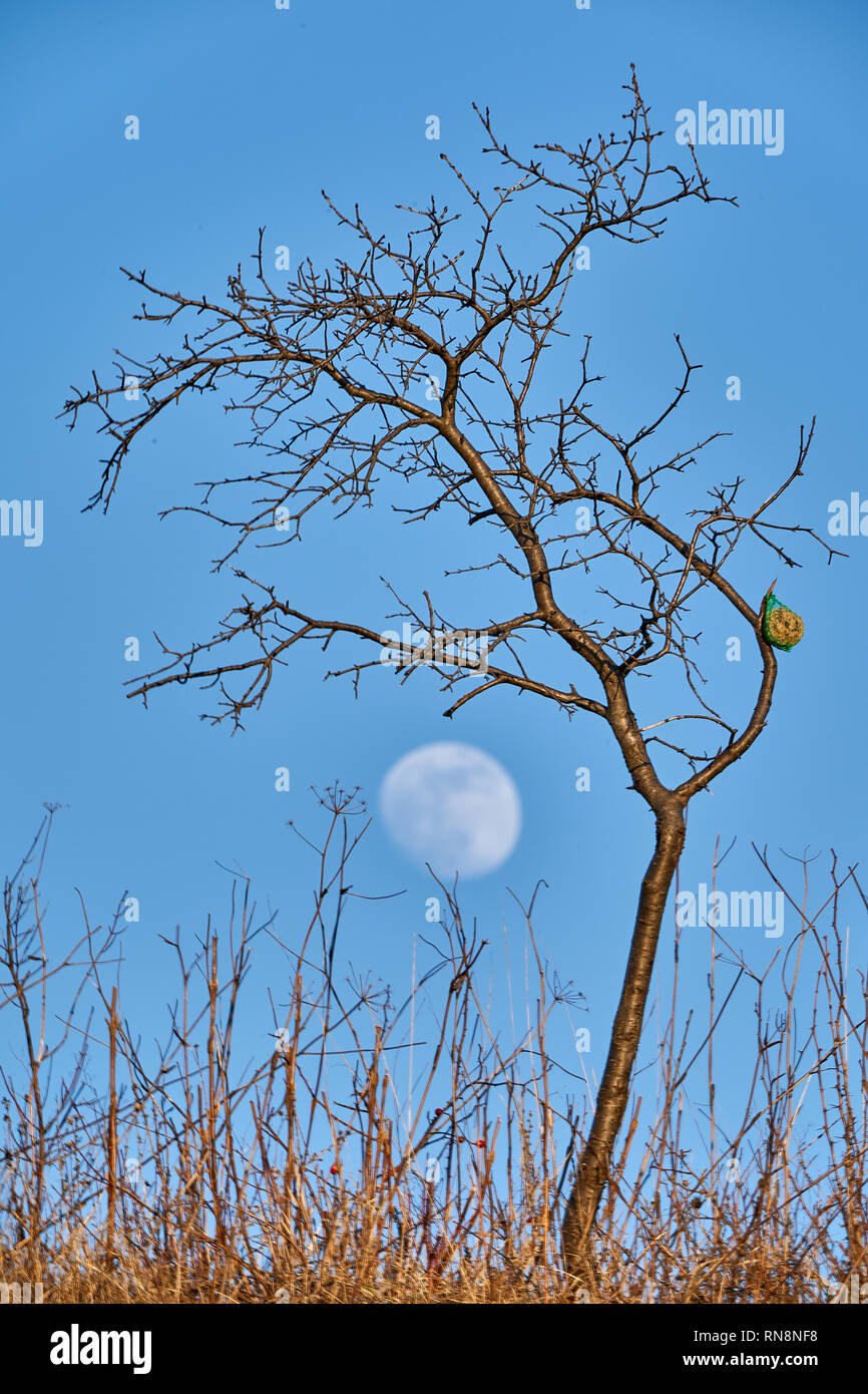 Dry tree and moon Stock Photo - Alamy