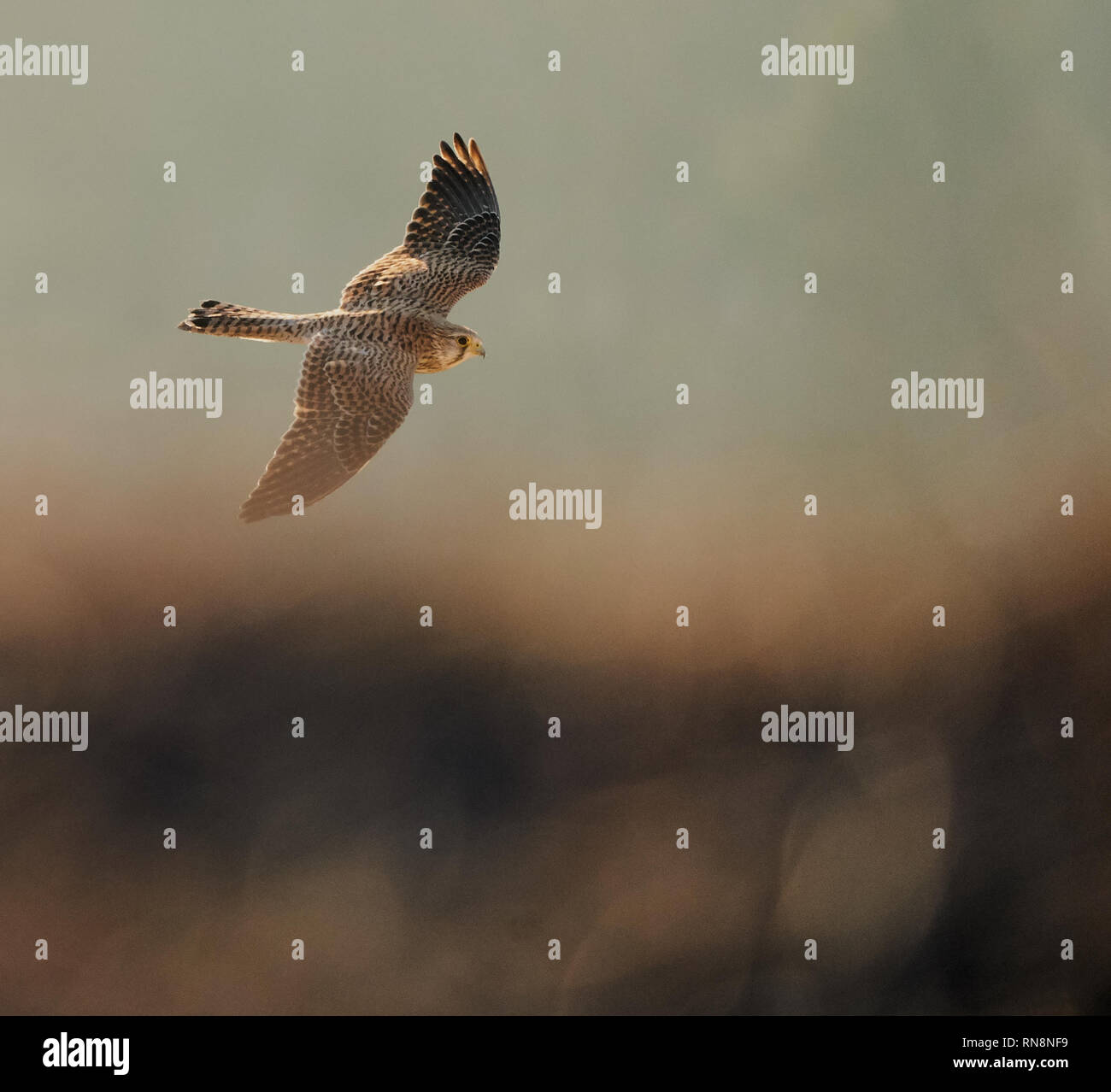 Bird predator flying Stock Photo - Alamy