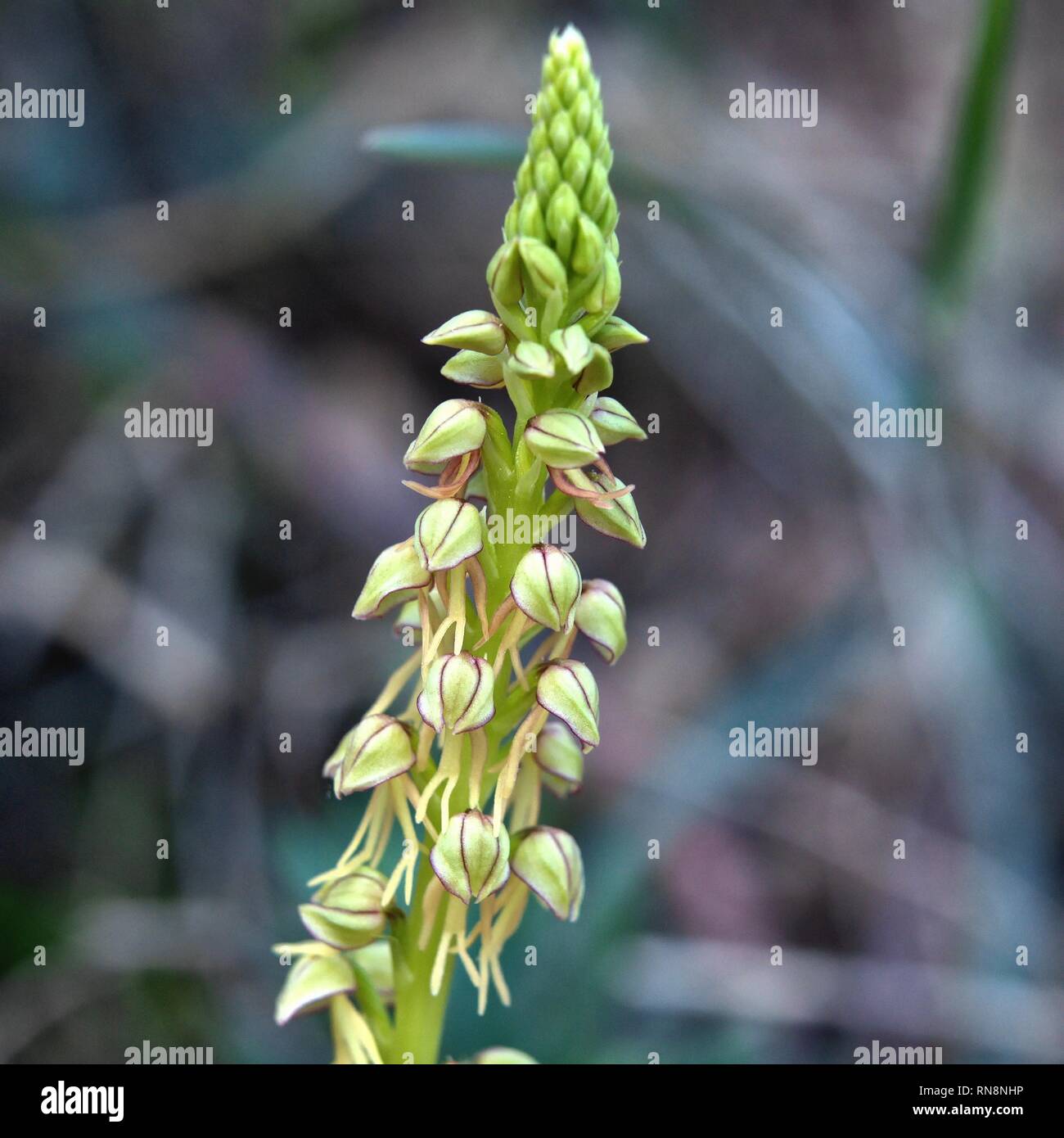 Flowers resemble a human figure hi-res stock photography and images - Alamy