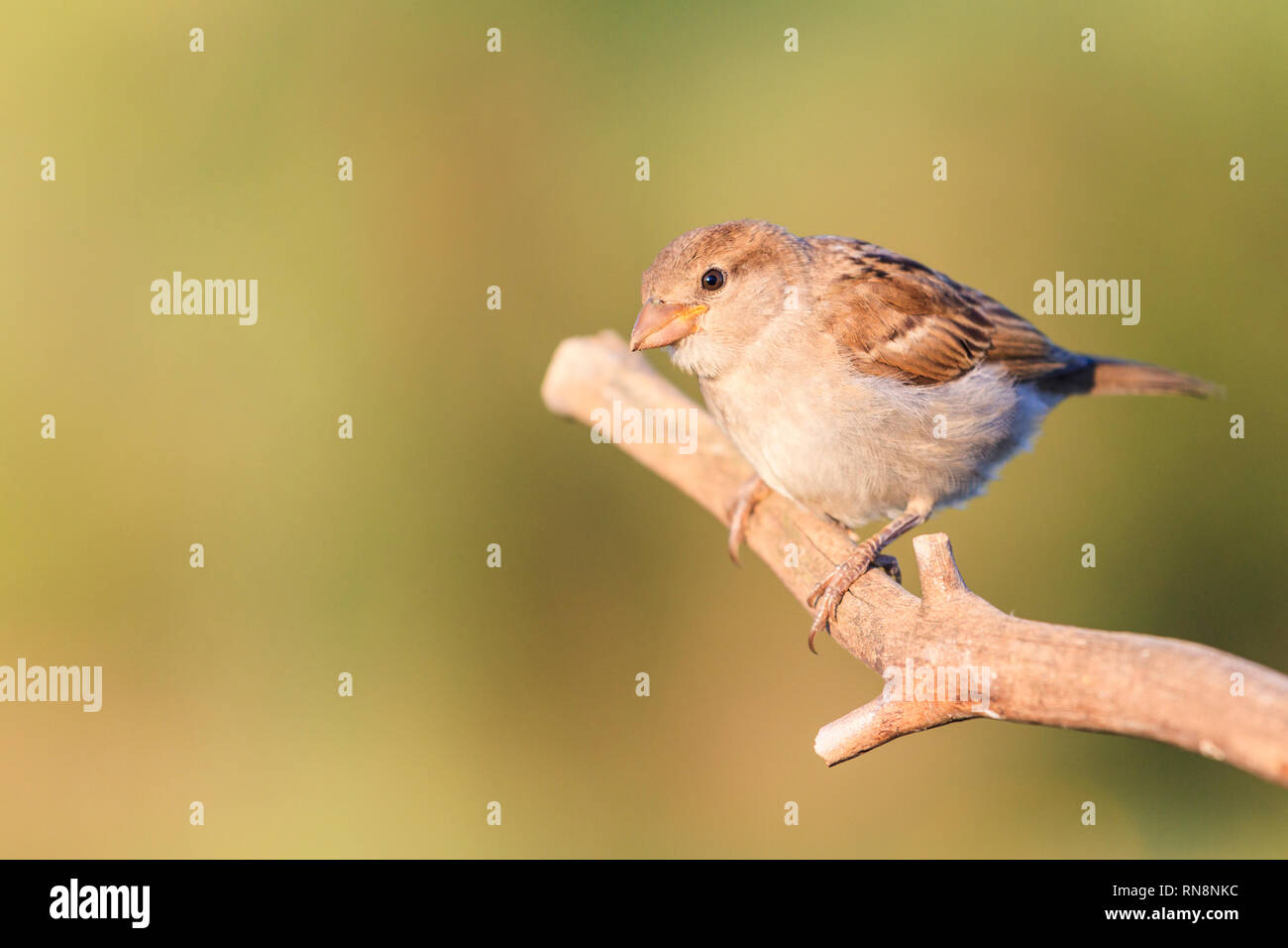 Tree sparrow family hi-res stock photography and images - Alamy
