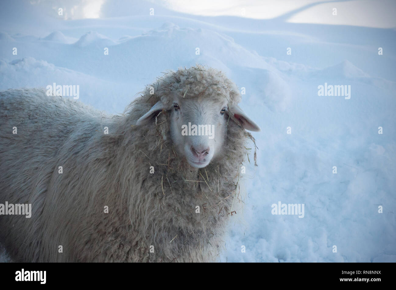 Beautiful sheep hi-res stock photography and images - Alamy