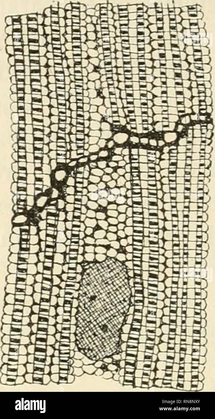 . Anatomischer Anzeiger. Anatomy, Comparative; Anatomy, Comparative ...