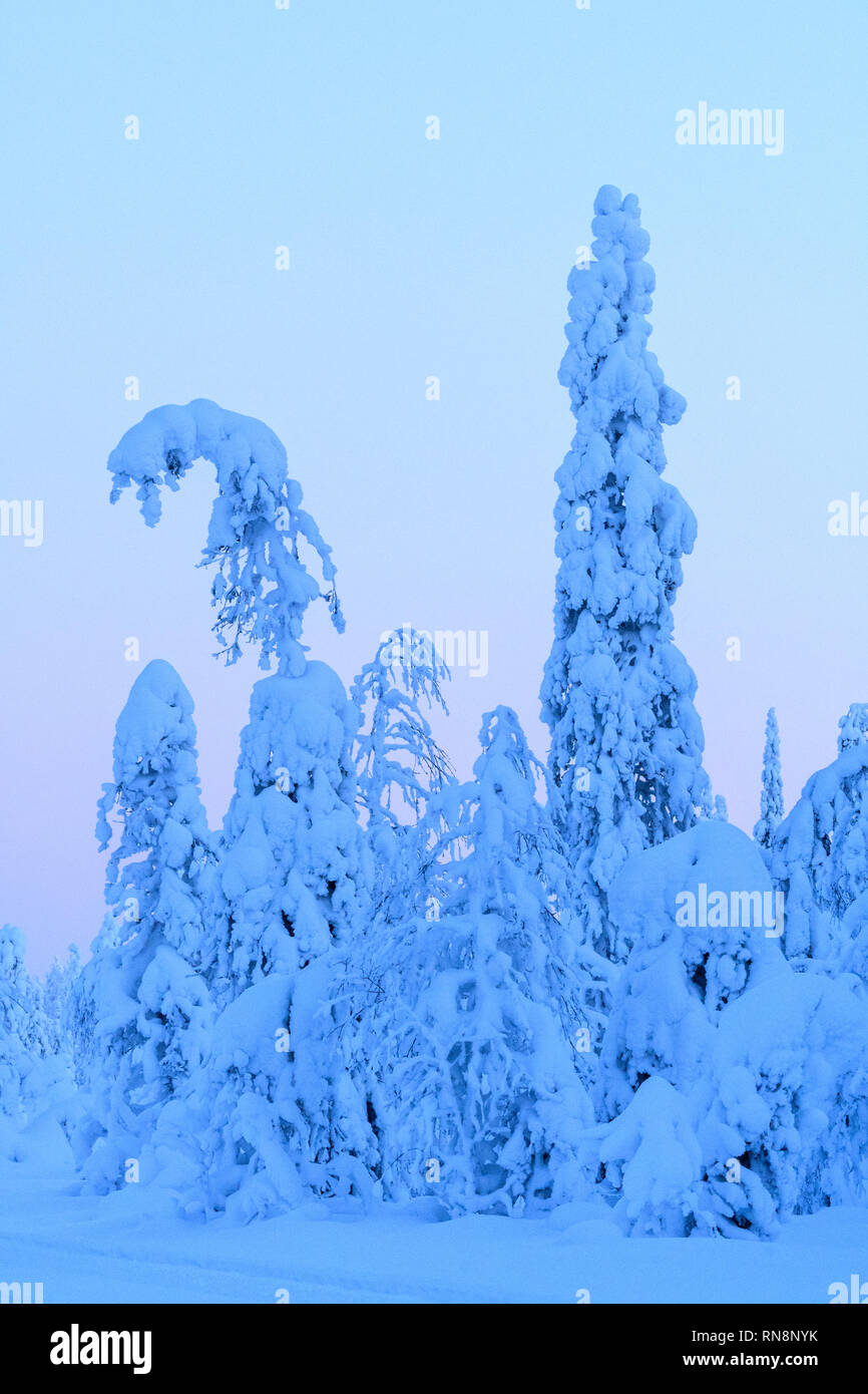 Snow and ice covered coniferous trees in lapland , Finland Stock Photo ...