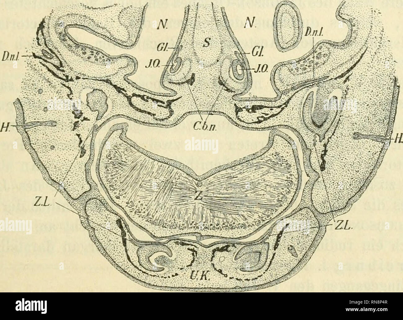 . Anatomischer Anzeiger. Anatomy, Comparative; Anatomy, Comparative ...