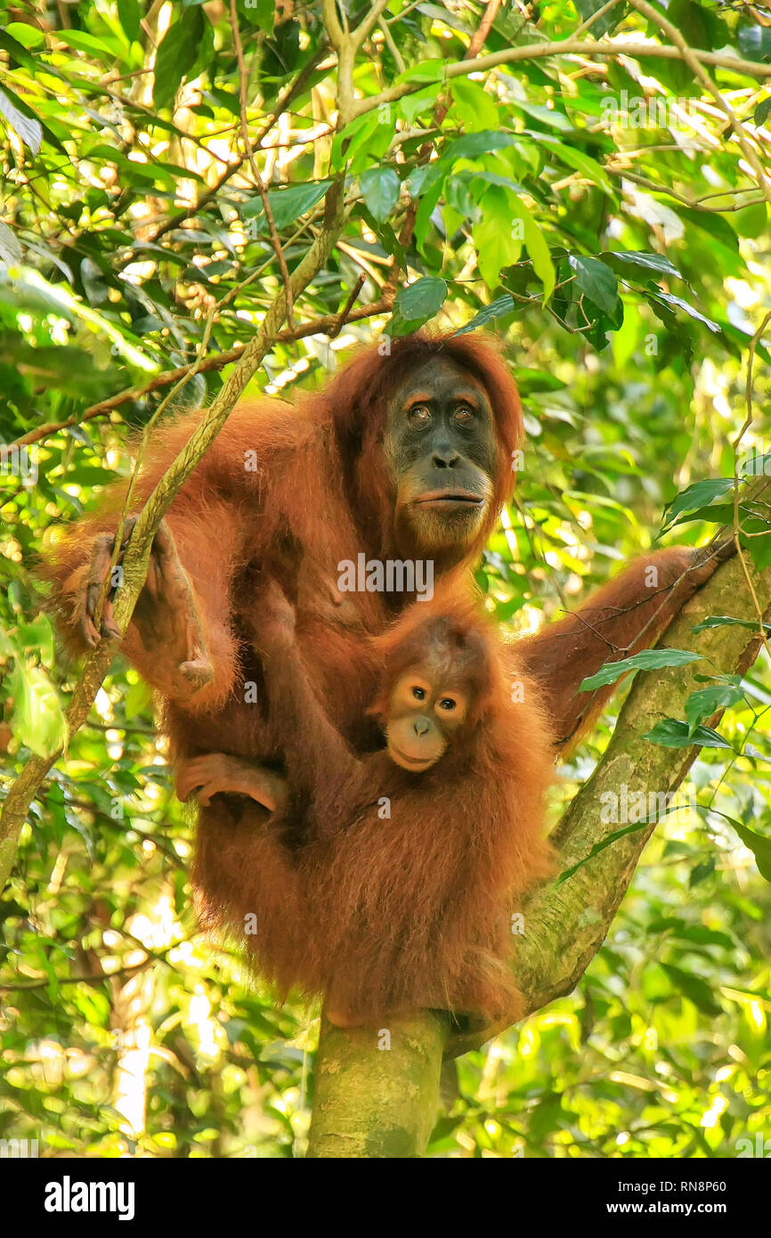 Sumatran Orangutan Female