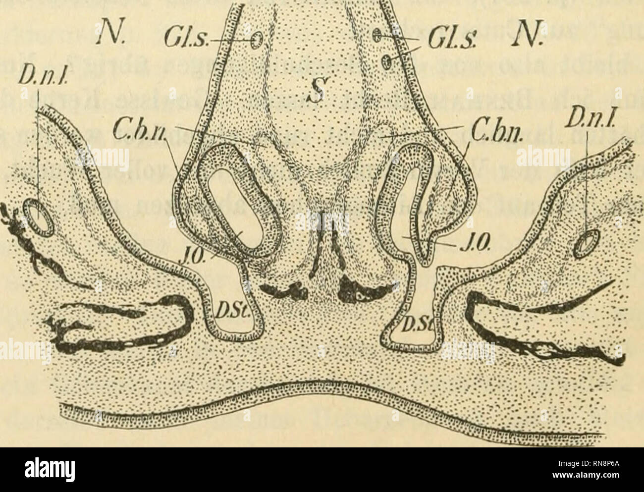 . Anatomischer Anzeiger. Anatomy, Comparative; Anatomy, Comparative ...