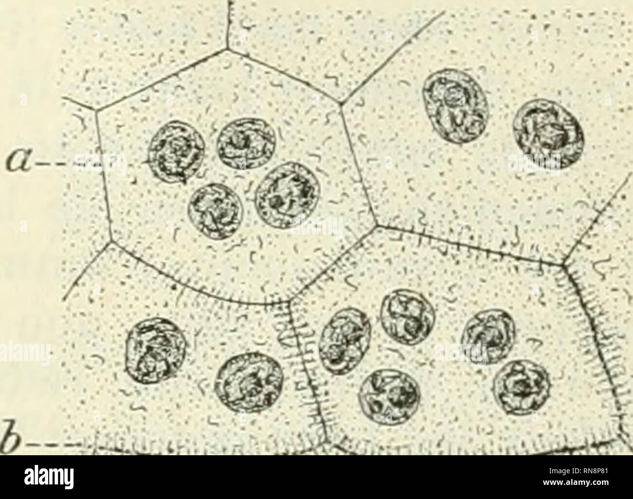 La cellule mère hi-res stock photography and images - Alamy